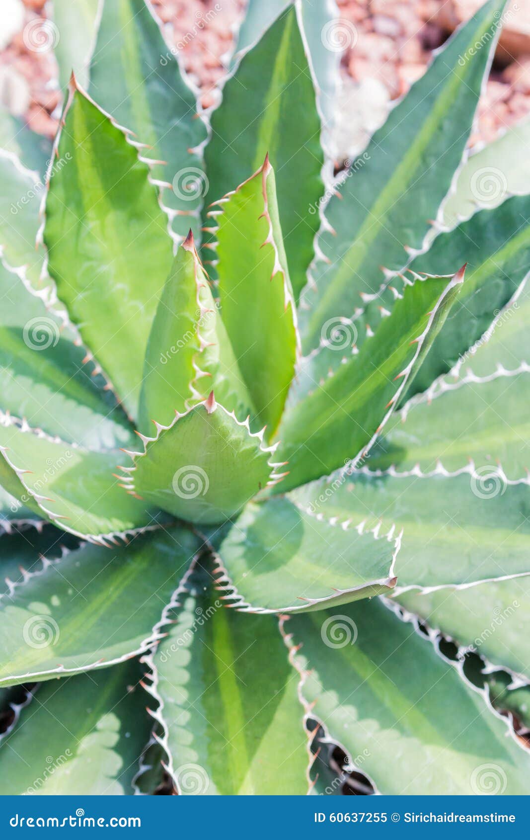 Cactus Leaf Pattern Background Stock Image - Image of plant, blue: 60637255