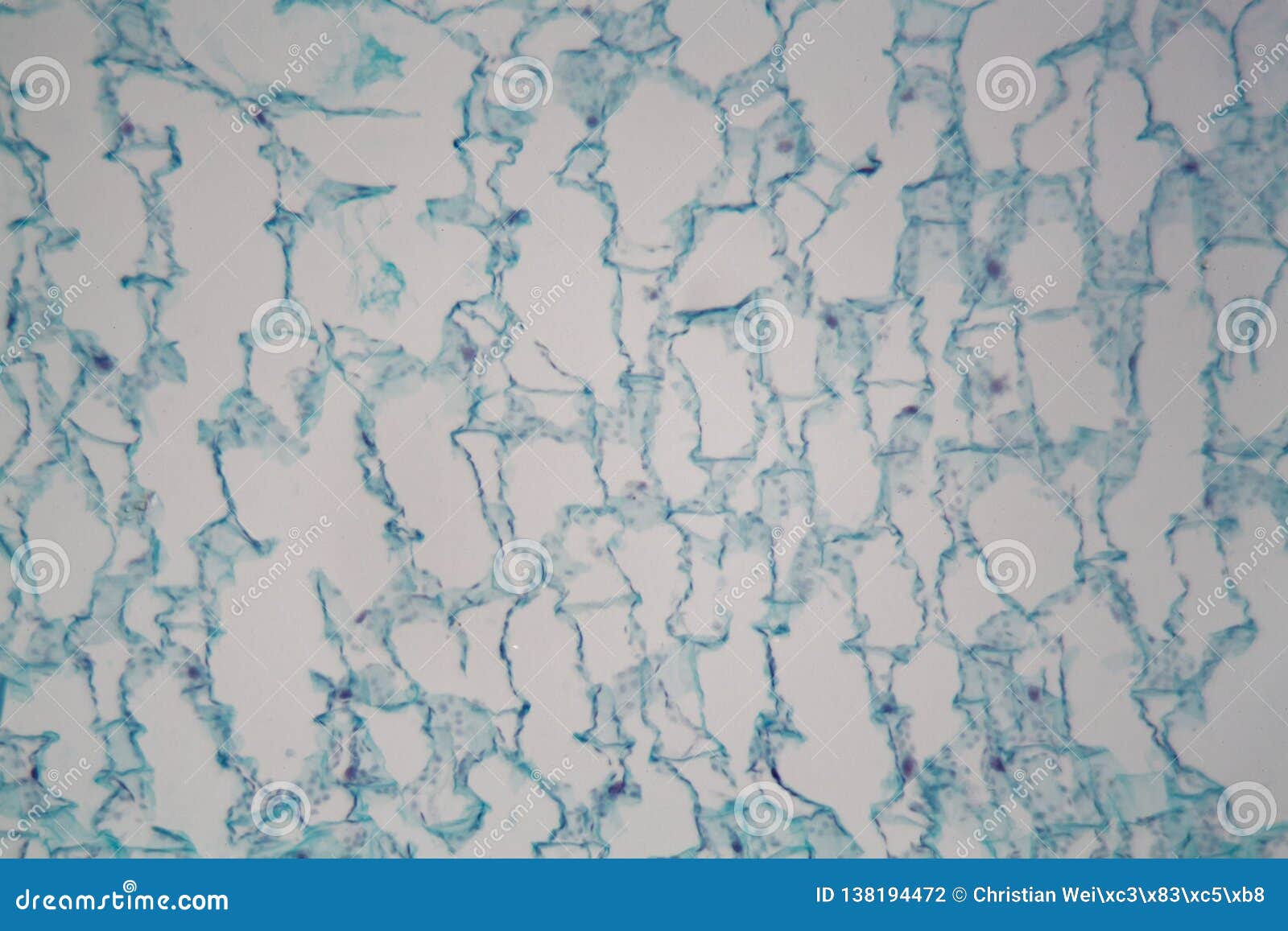 Cactus Leaf Under the Microscope Stock Photo - Image of membrane ...