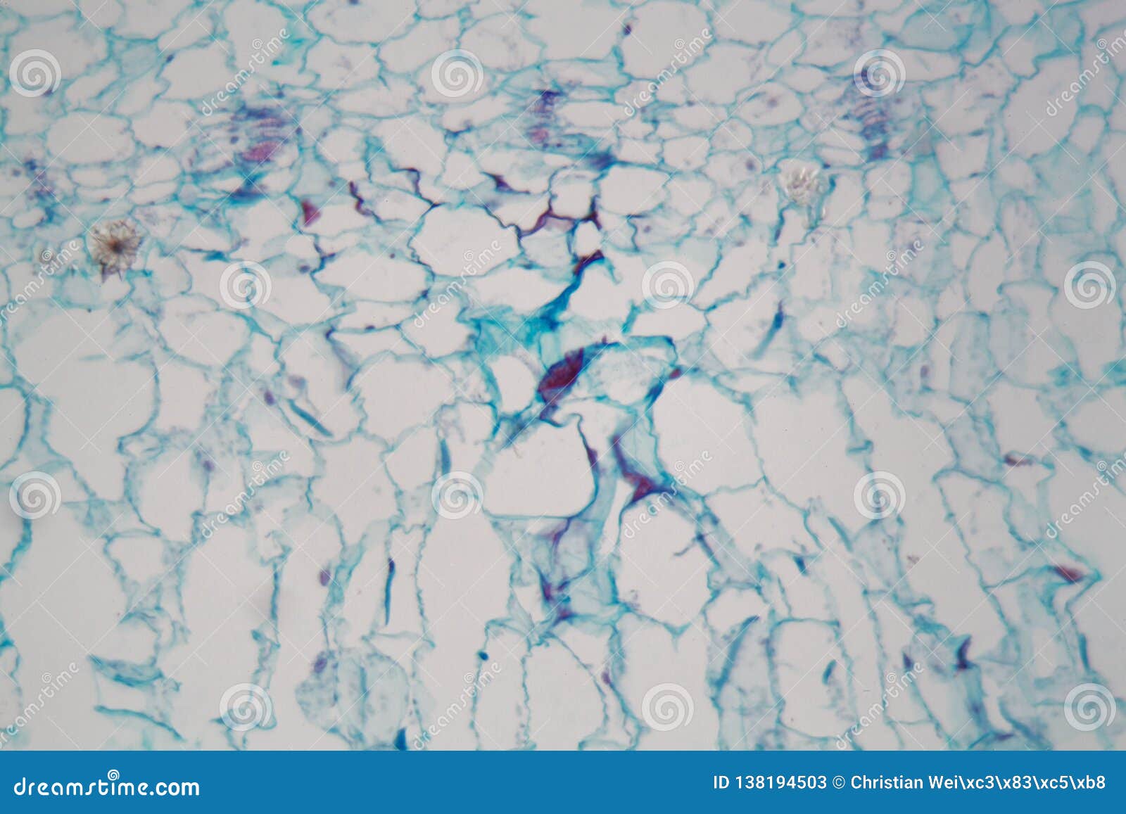 Cactus Leaf Under the Microscope Stock Image - Image of epidermis ...