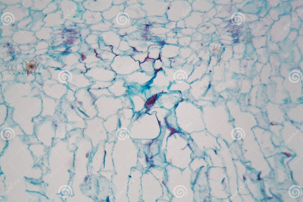 Cactus Leaf Under the Microscope Stock Image - Image of epidermis ...