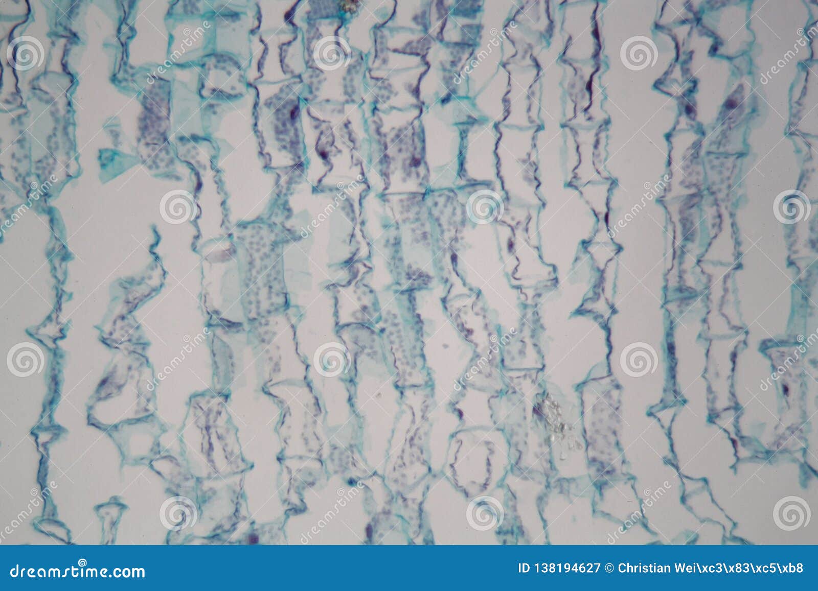 Cactus Leaf Under the Microscope Stock Image - Image of organ, endoderm ...