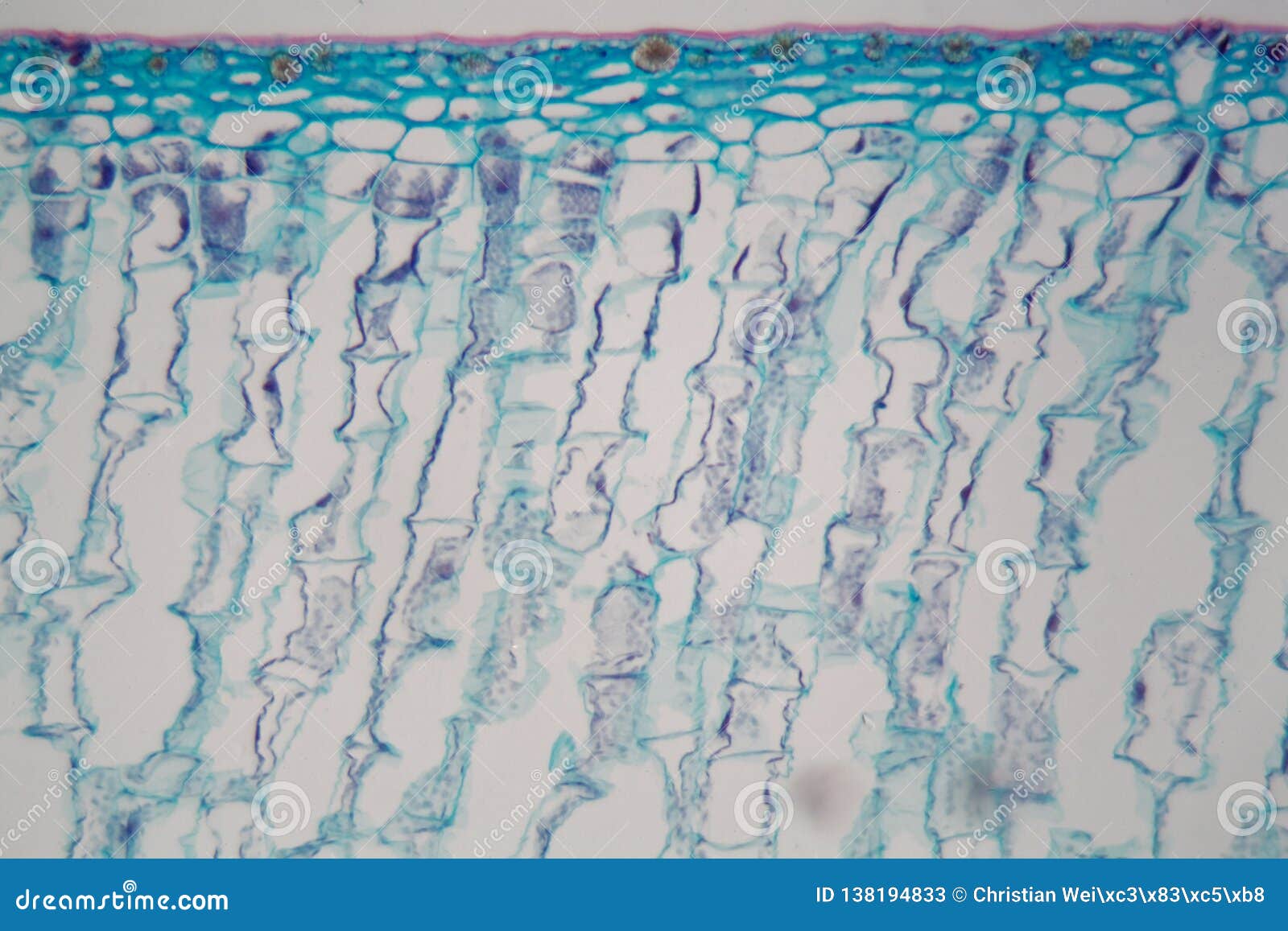 Cactus Leaf Under the Microscope Stock Image - Image of biotechnology ...