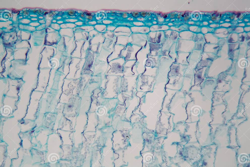 Cactus Leaf Under the Microscope Stock Image - Image of epidermis ...