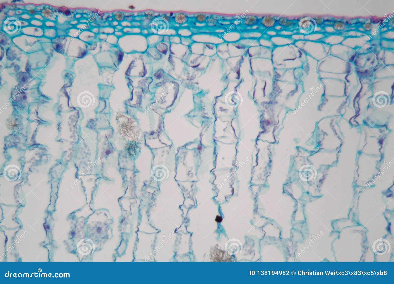 Cactus Leaf Under the Microscope Stock Photo - Image of abstract ...