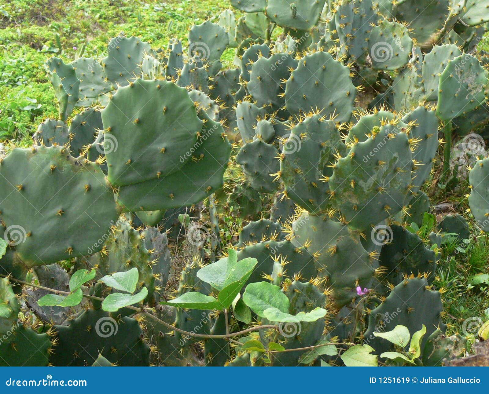 Cactus leaves stock image. Image of needle, plants, bright - 1251619