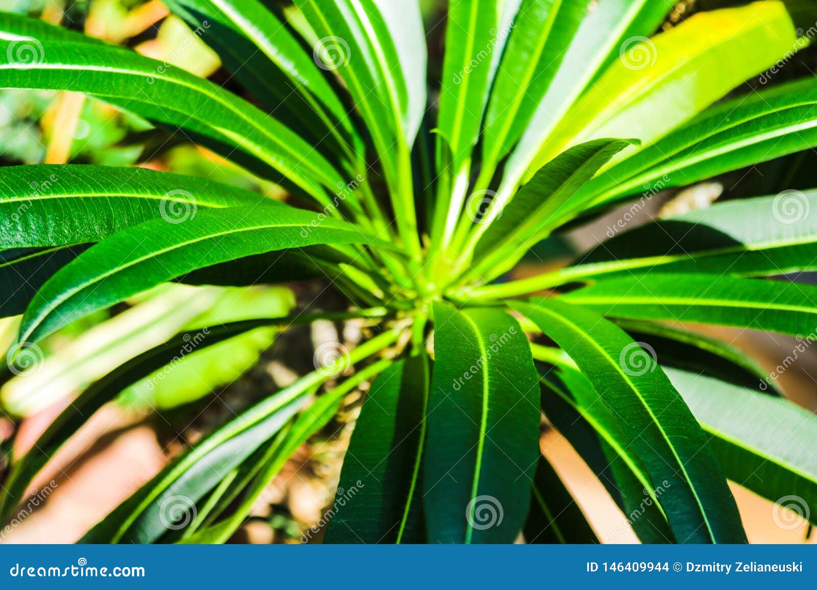 Cactus with Leaves on Green Background. Pachypodium Lameri Stock Photo ...