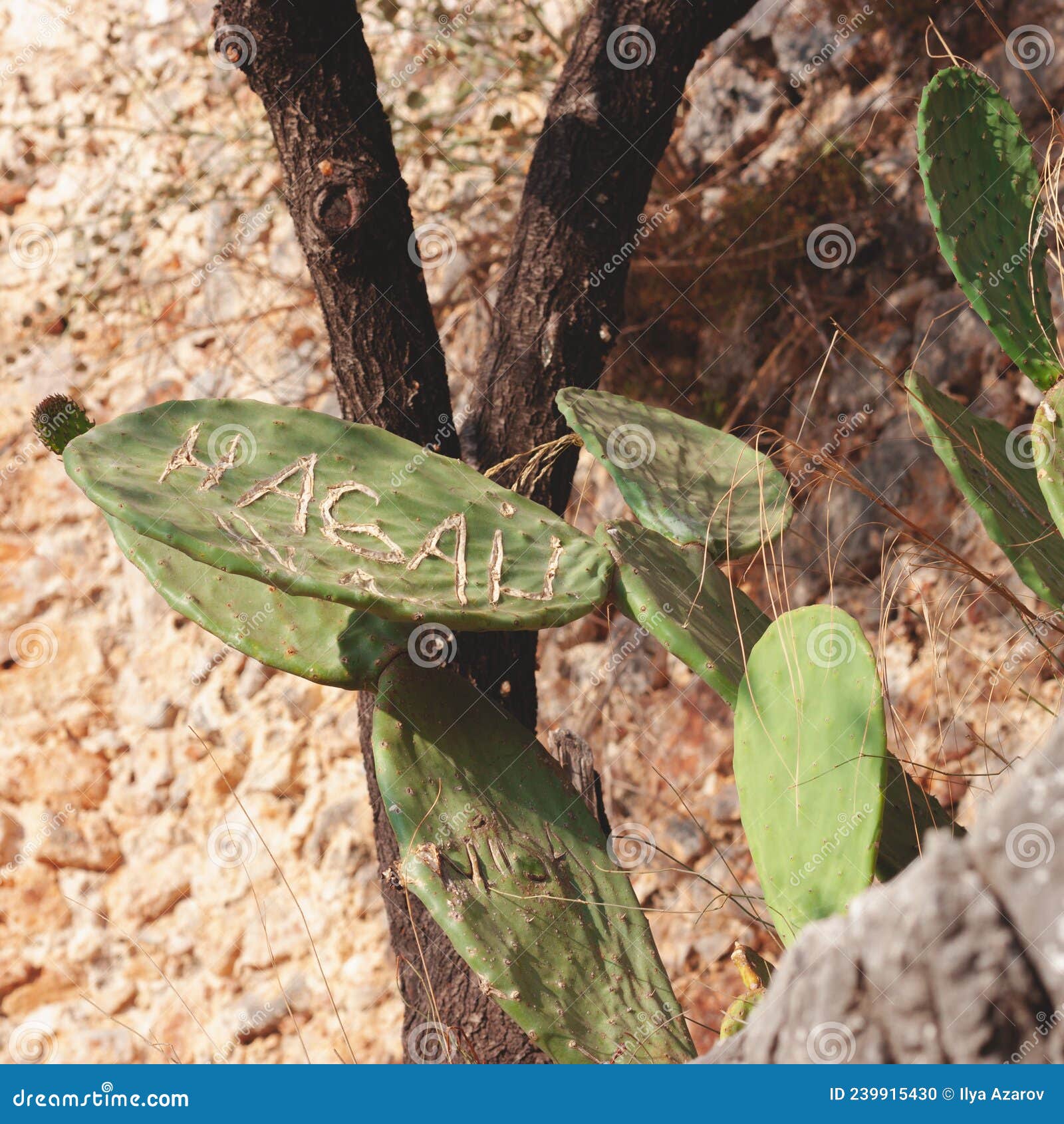 Cactus Leaves with Label on Them Stock Photo - Image of development ...