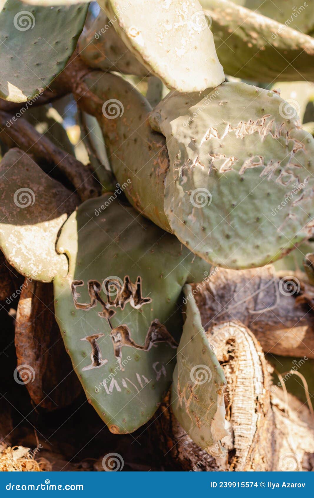 Cactus Leaves with Label on Them Stock Photo - Image of cactus, erdal ...