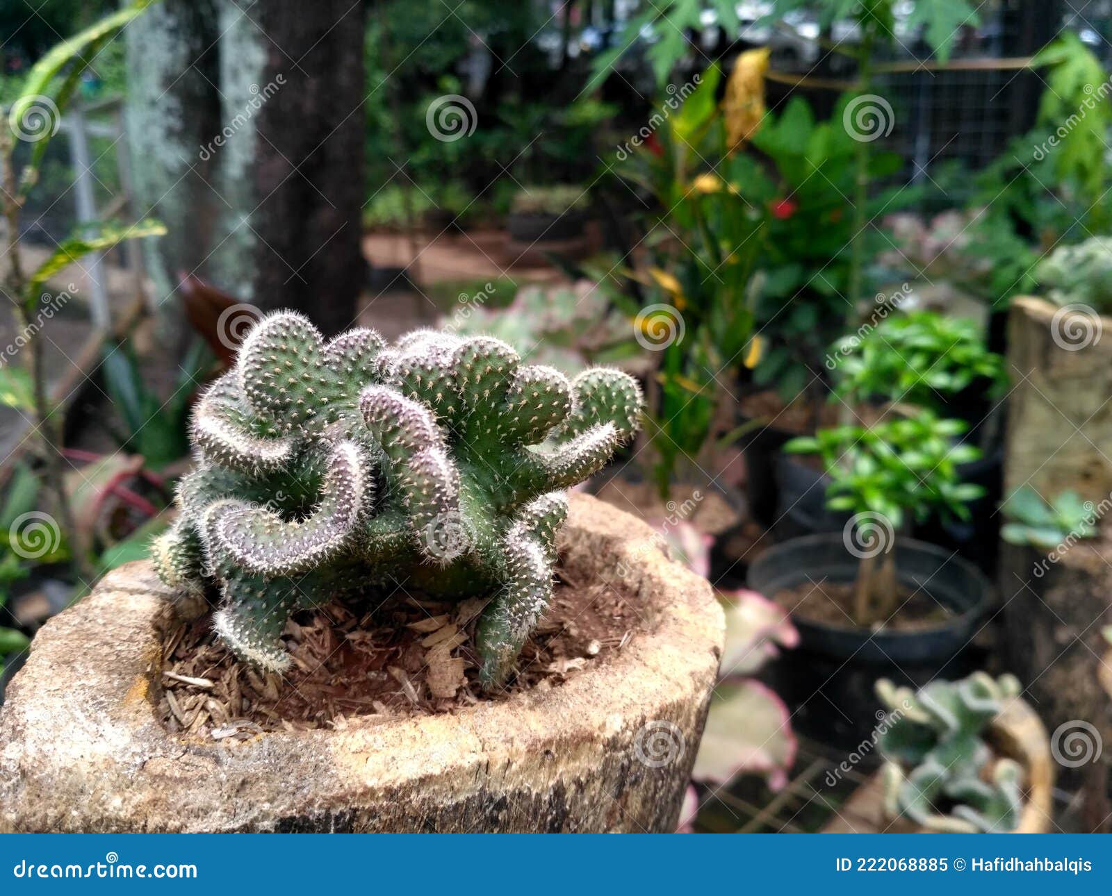 Cactus for life stock image. Image of forest, backyard - 222068885