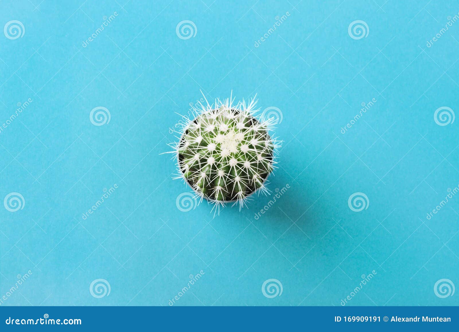 Cactus on a light blue stock image. Image of detail - 169909191