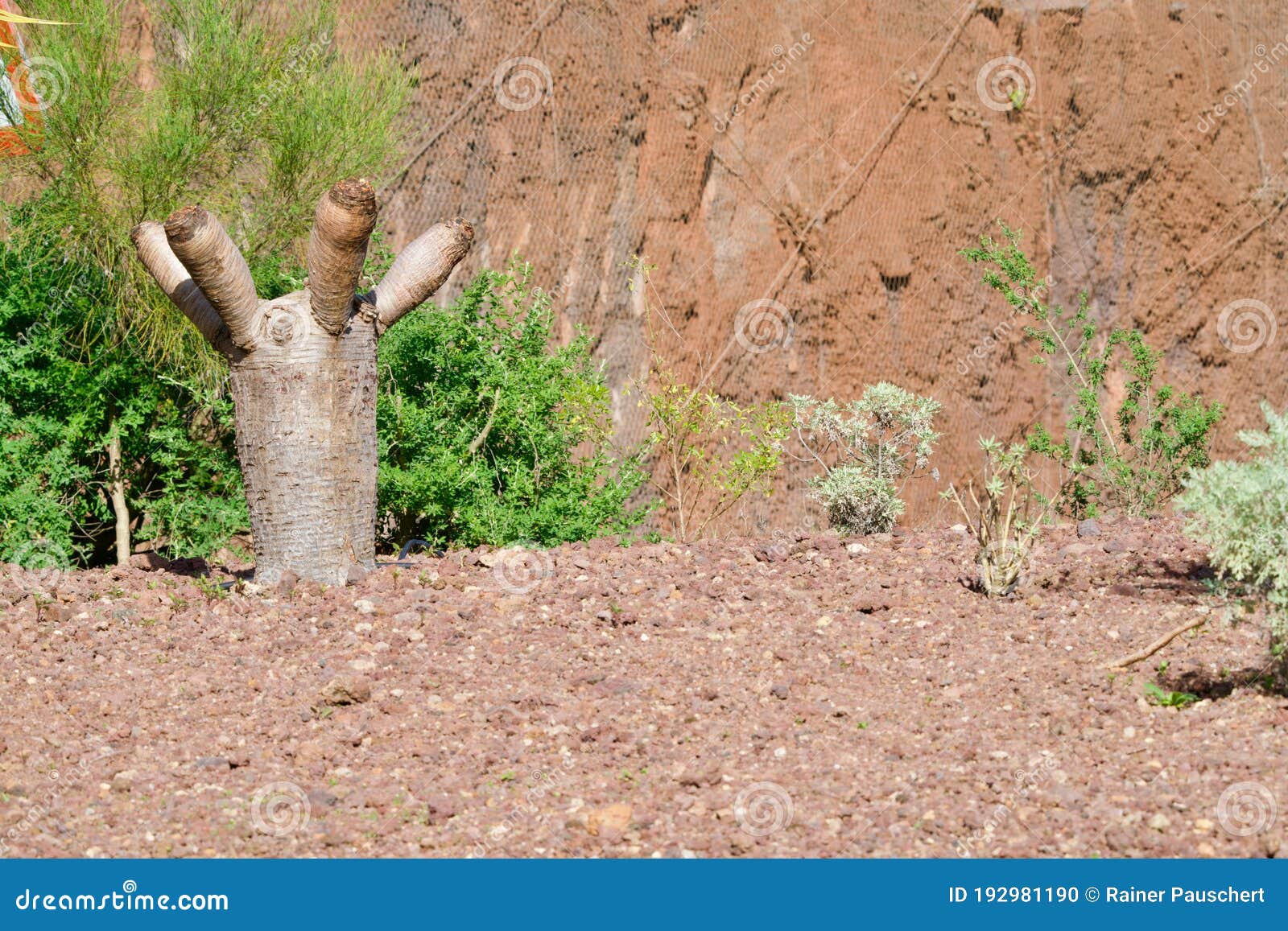 Cactus like a hand stock photo. Image of design, graphic - 192981190