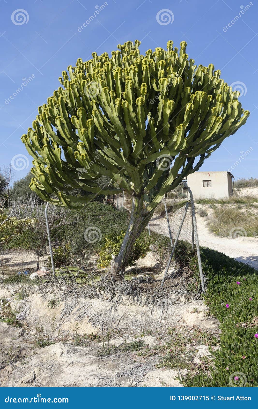 Cactus like a tree stock image. Image of branch, green - 139002715