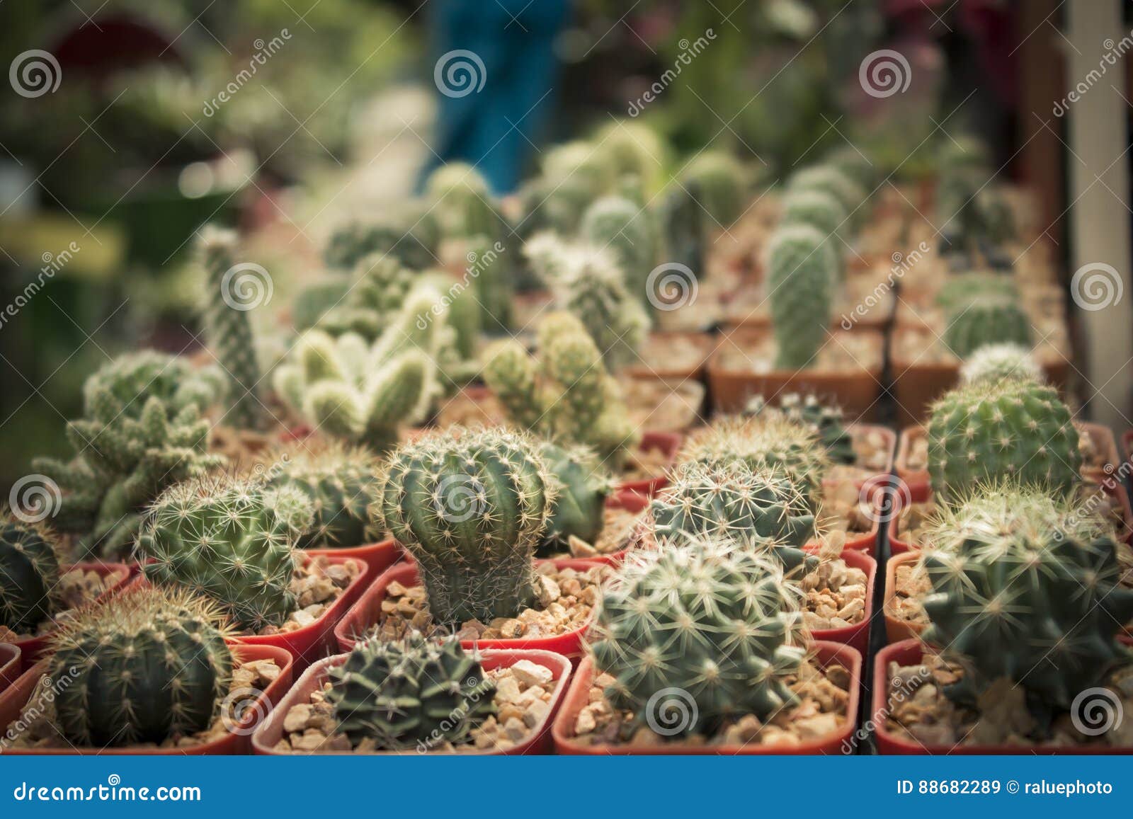 The cactus stock image. Image of exotic, cacti, macro - 88682289