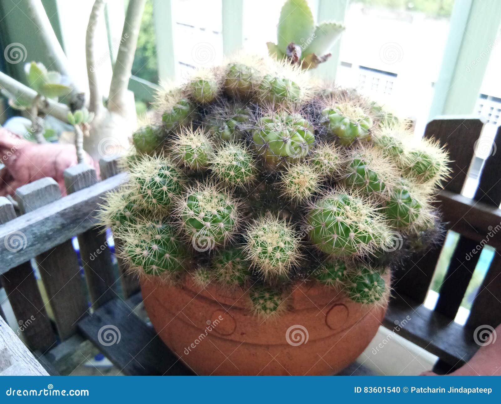Cactus stock photo. Image of cactas, cantus, cantas, tree - 83601540