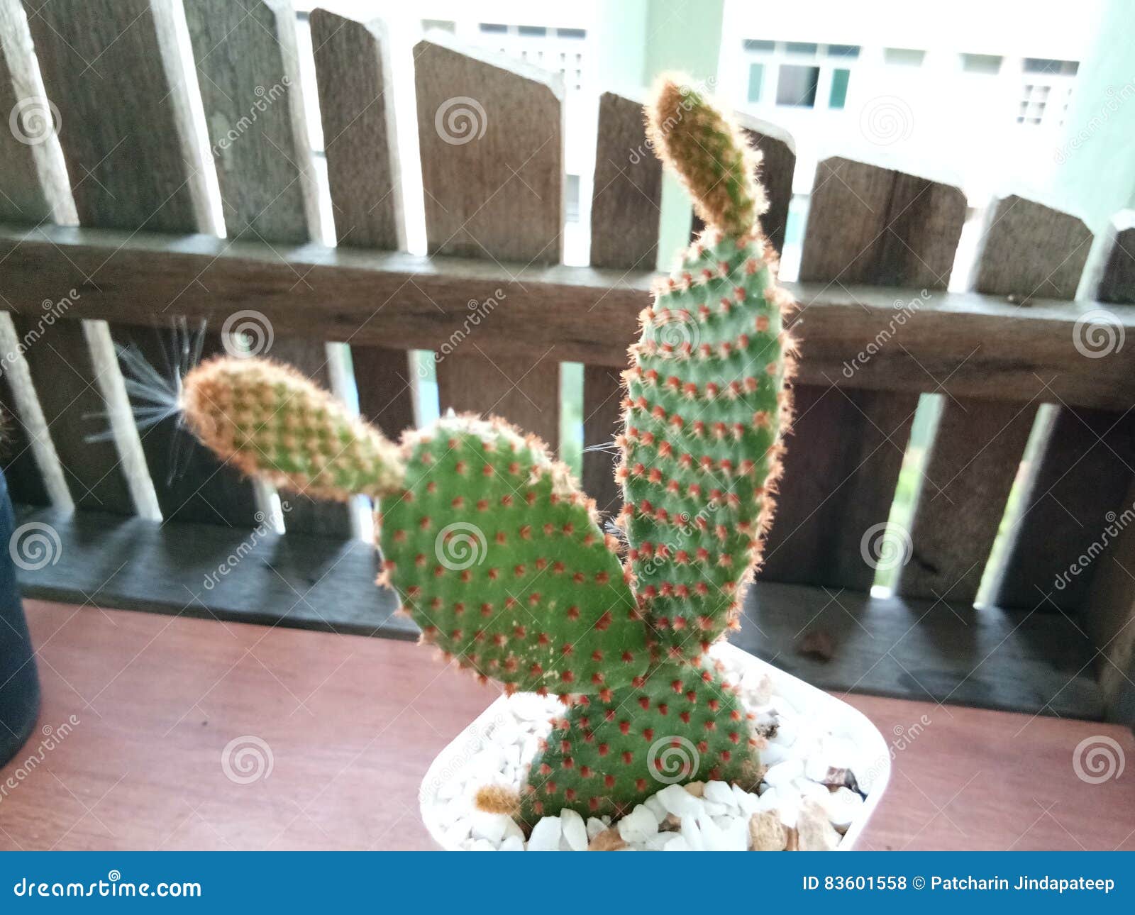 Cactus stock photo. Image of plant, small, cantas, little - 83601558