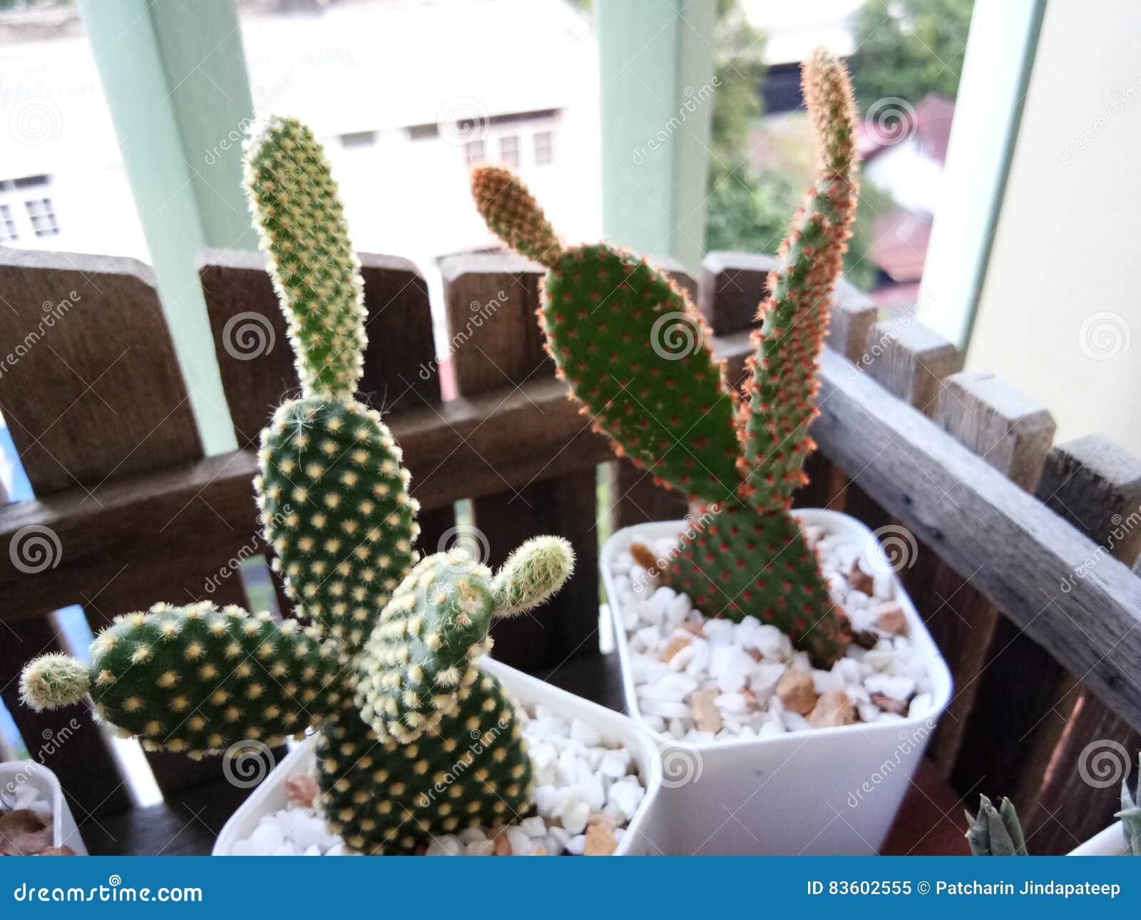 Cactus stock image. Image of cactas, nature, small, little - 83602555