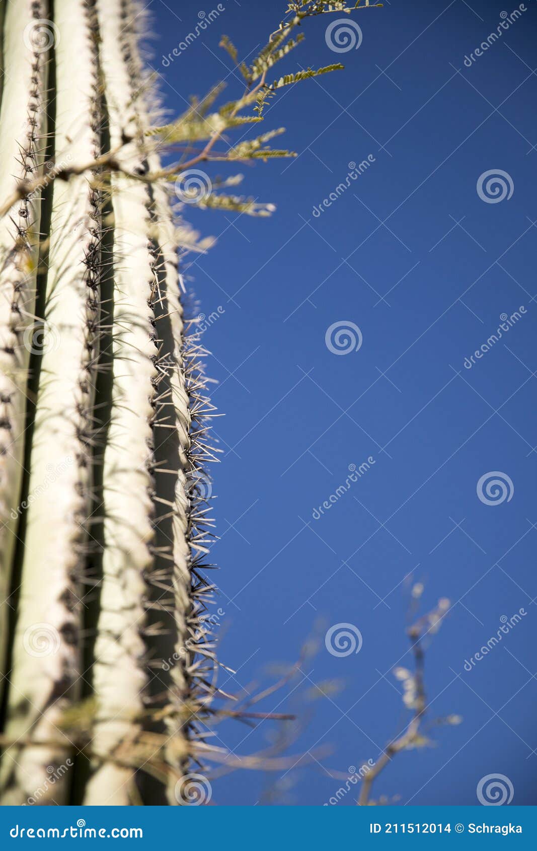 Cactus, A Long Cactus, A Desert, Plants With Needles, Growth Of A ...