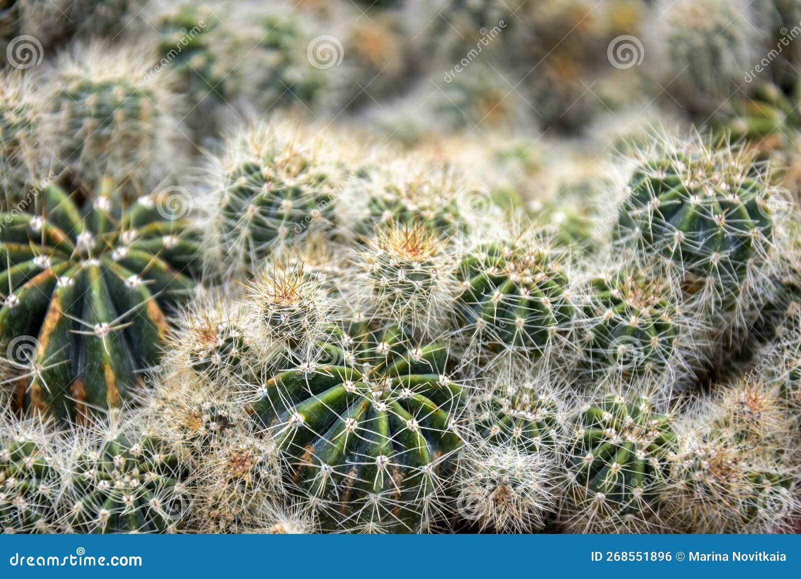 Cactus with Long Spines. Cactus Plant Close Up. Blurred Background ...