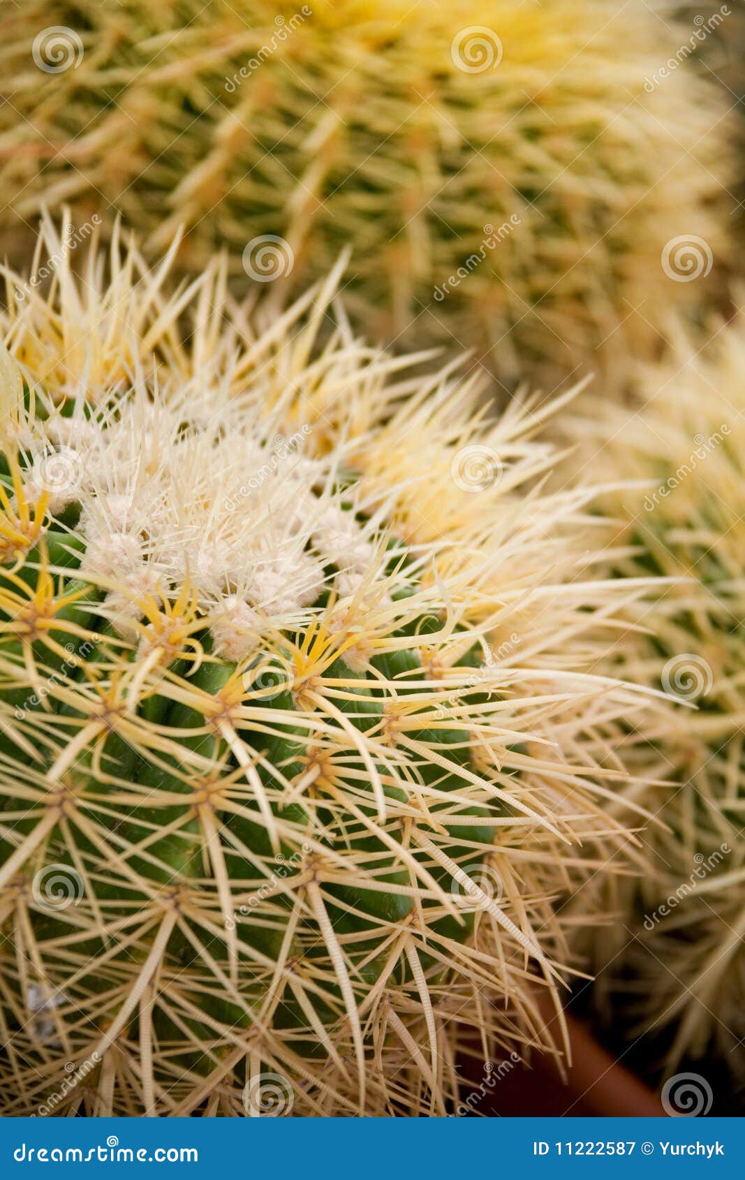 Cactus with long thorns stock image. Image of arizona - 11222587