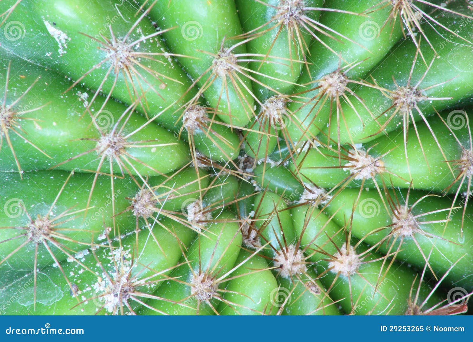 Cactus with long thorns stock image. Image of beautiful - 29253265