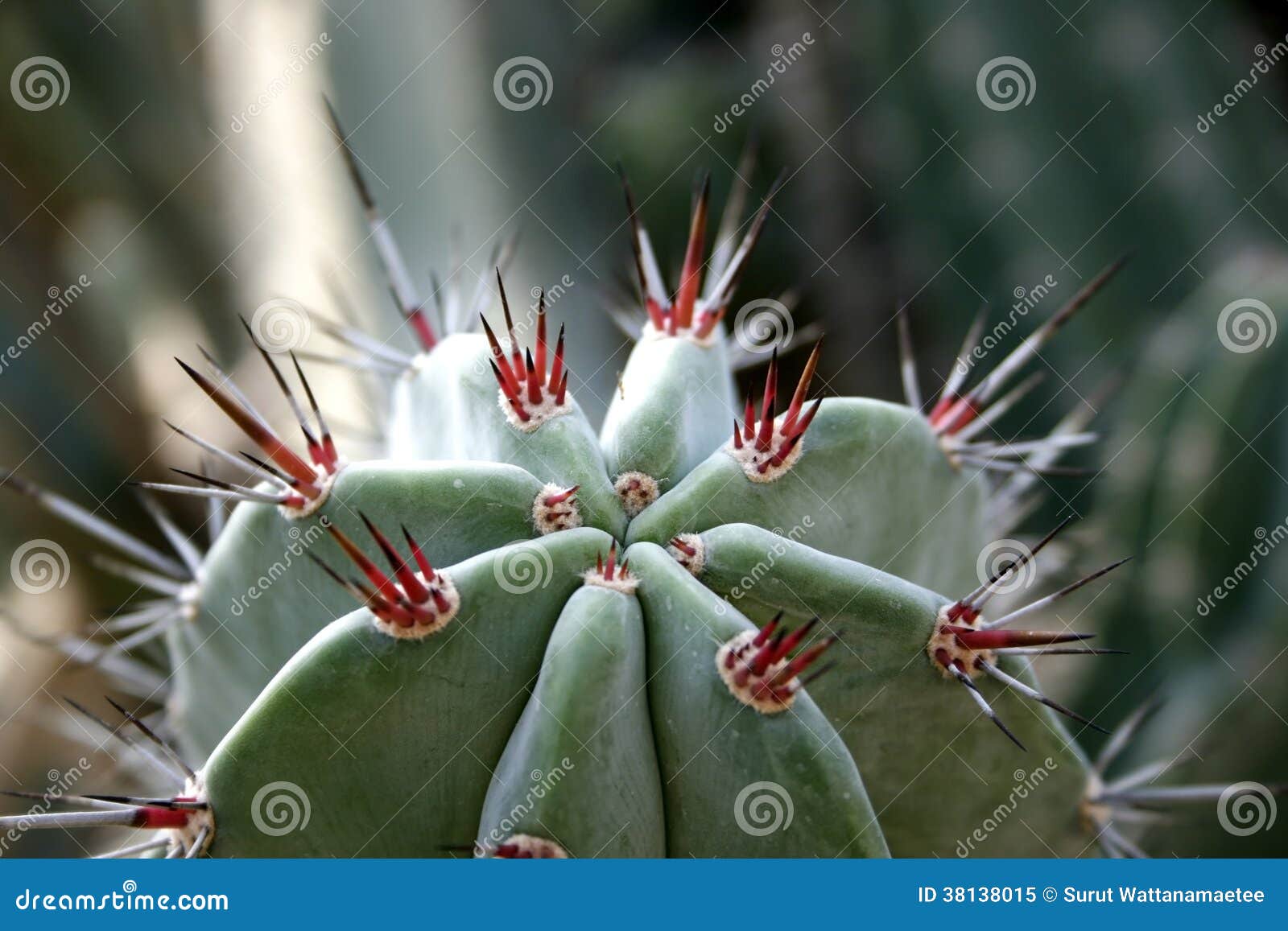 Cactus with long thorns stock image. Image of desert - 38138015