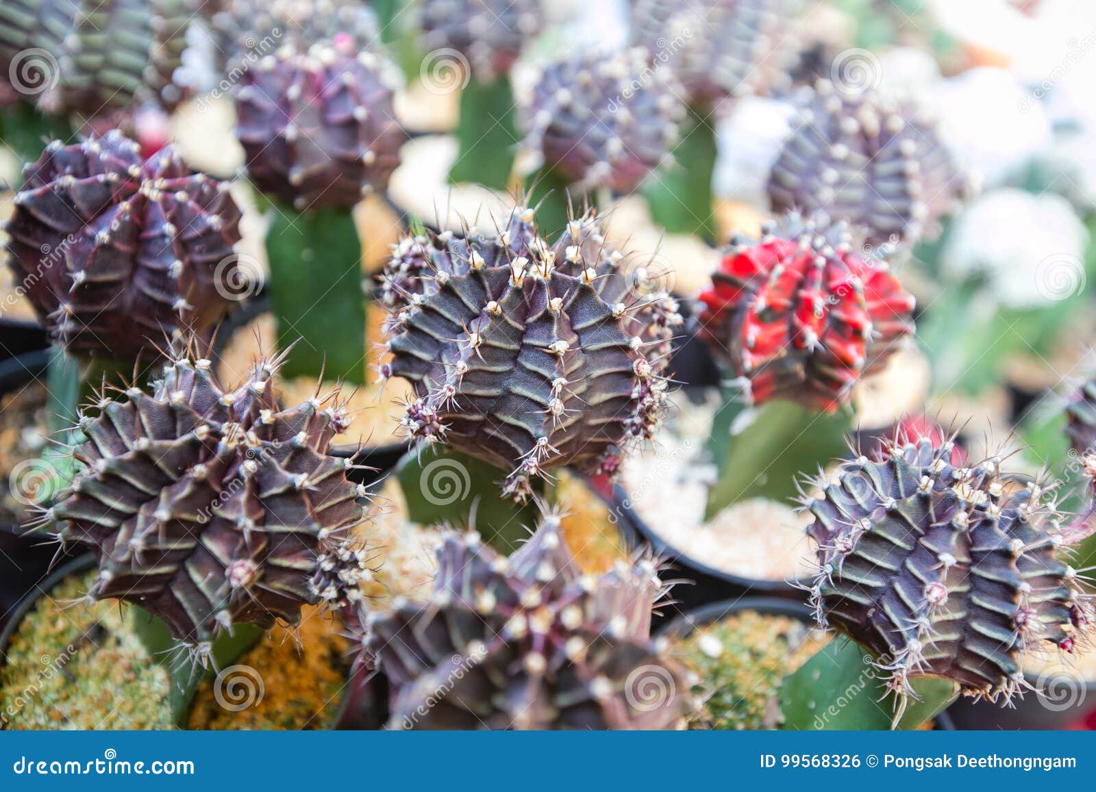 Cactus with long thorns stock photo. Image of grow, shape - 99568326
