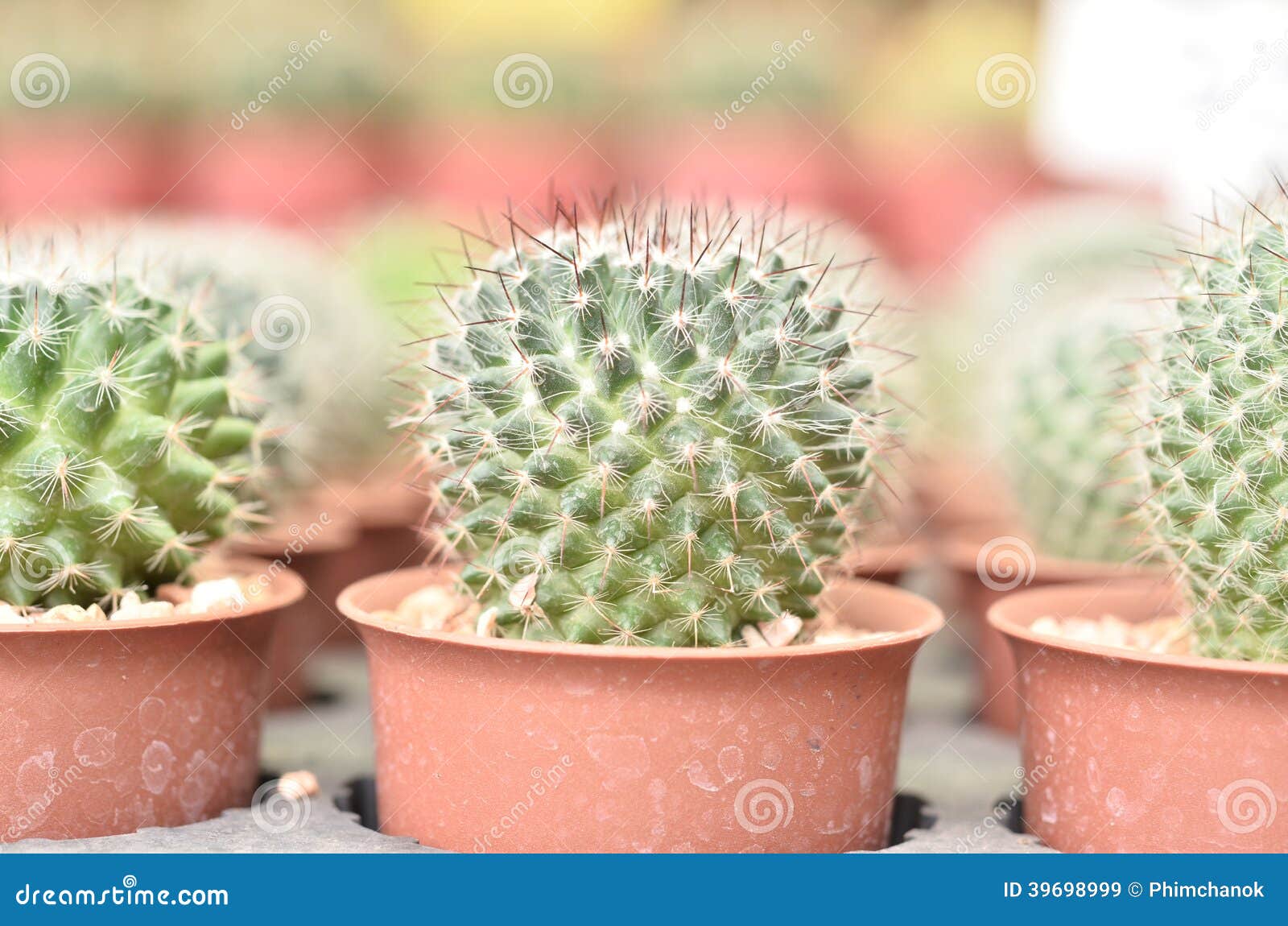Cactus with long thorns stock image. Image of foliage - 39698999