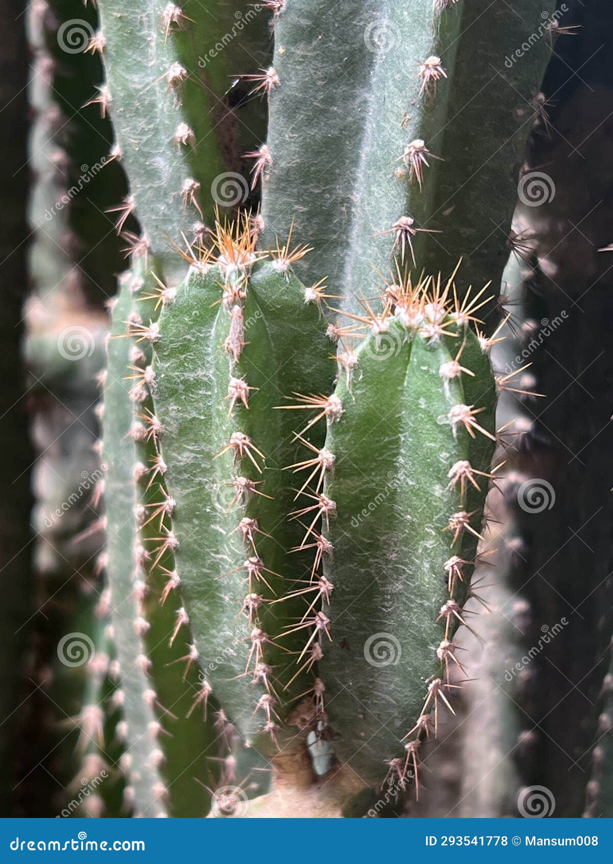 Cactus with Long Thorns in Nature Garden Stock Photo - Image of ...