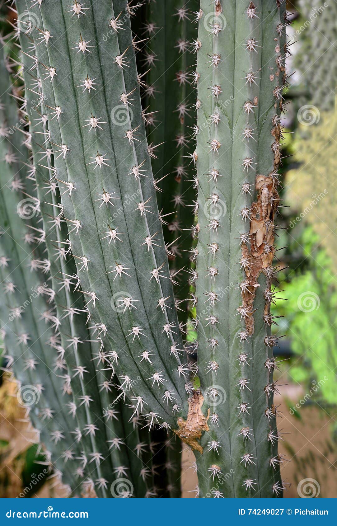 Cactus stock image. Image of stems, side, botanical, longitudinal ...