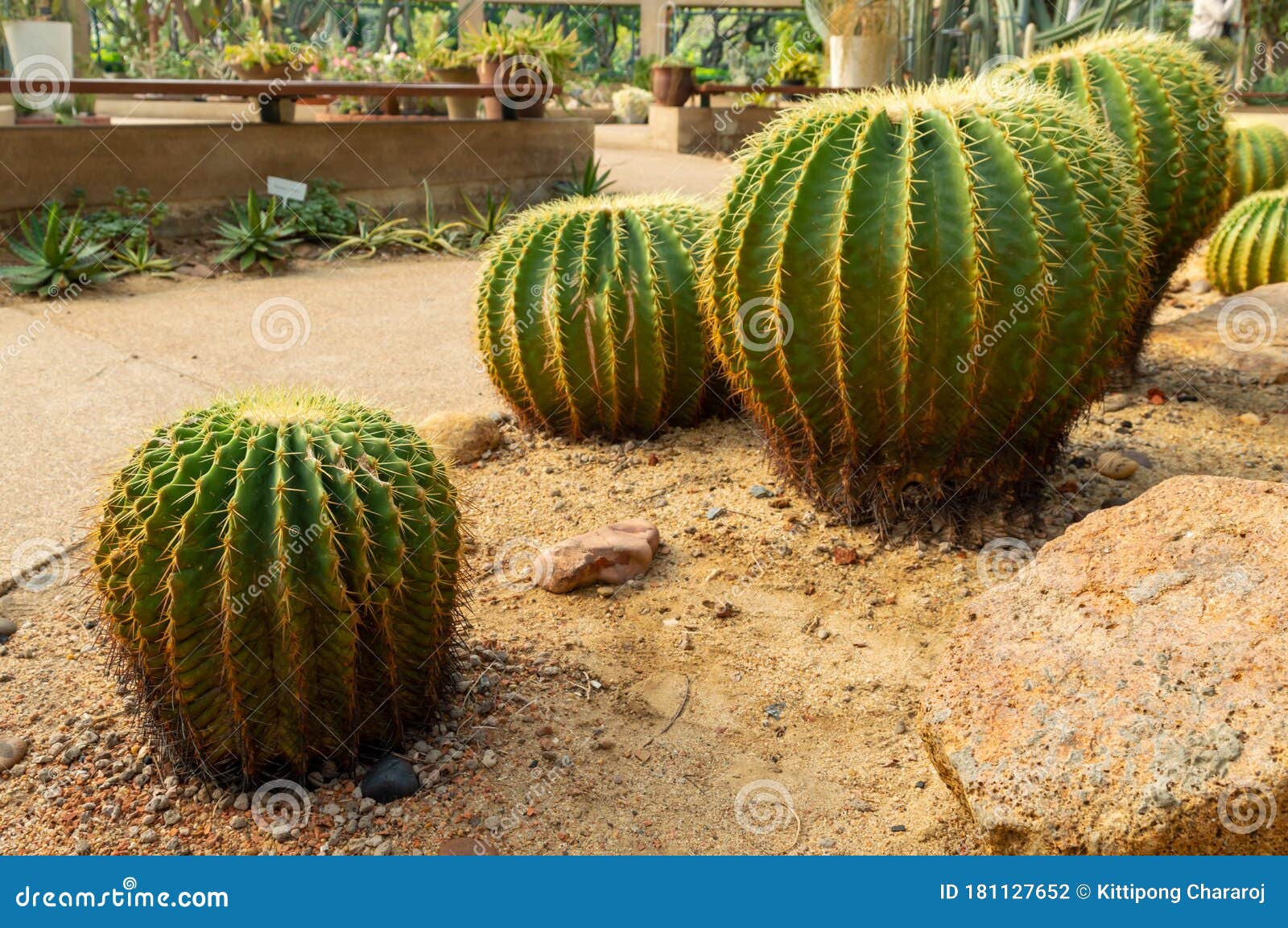Cactus Looks Like a Large Round Shape with Long Spikes Stock Photo ...