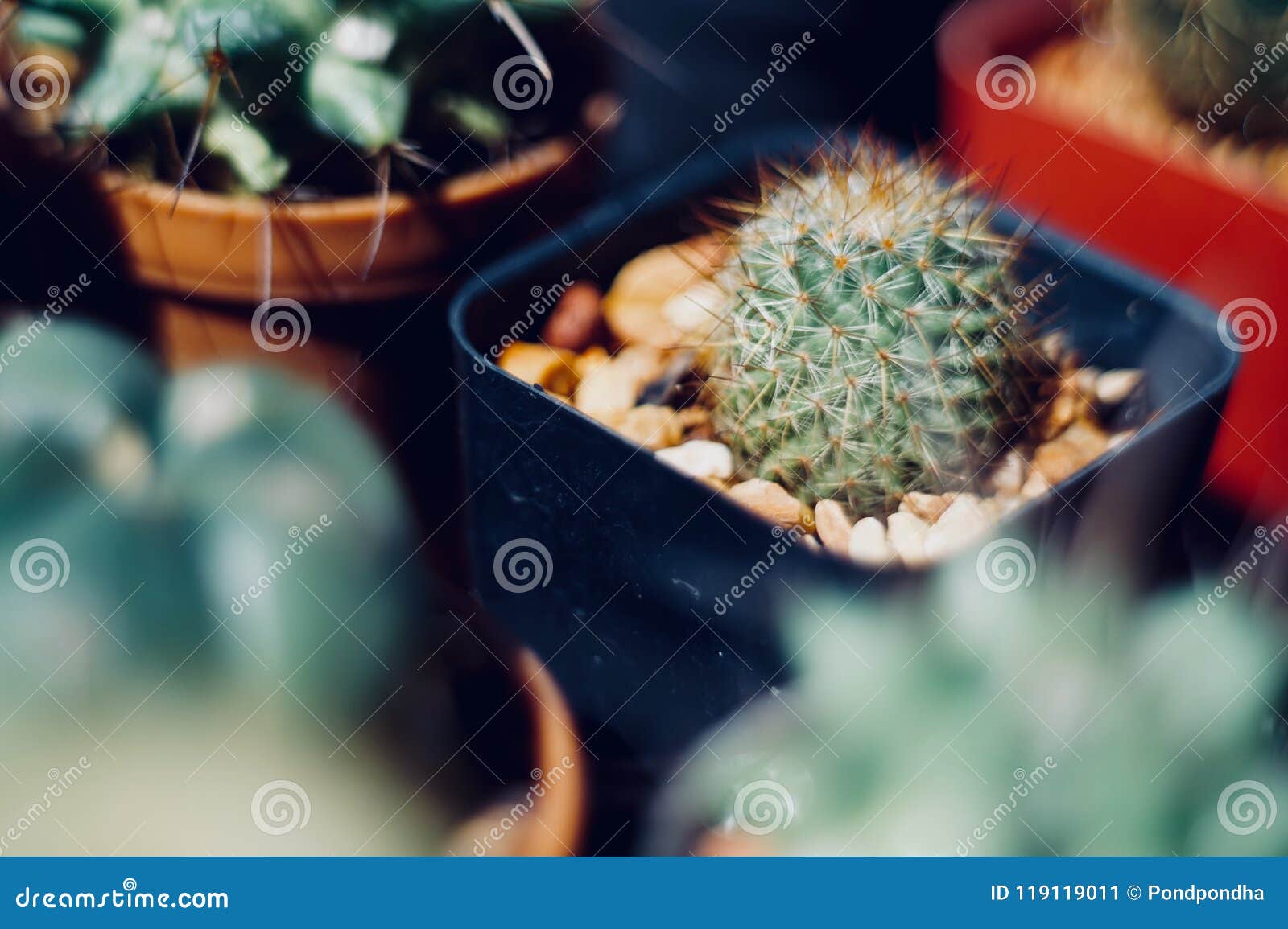 Cactus lover stock image. Image of gardening, relax - 119119011