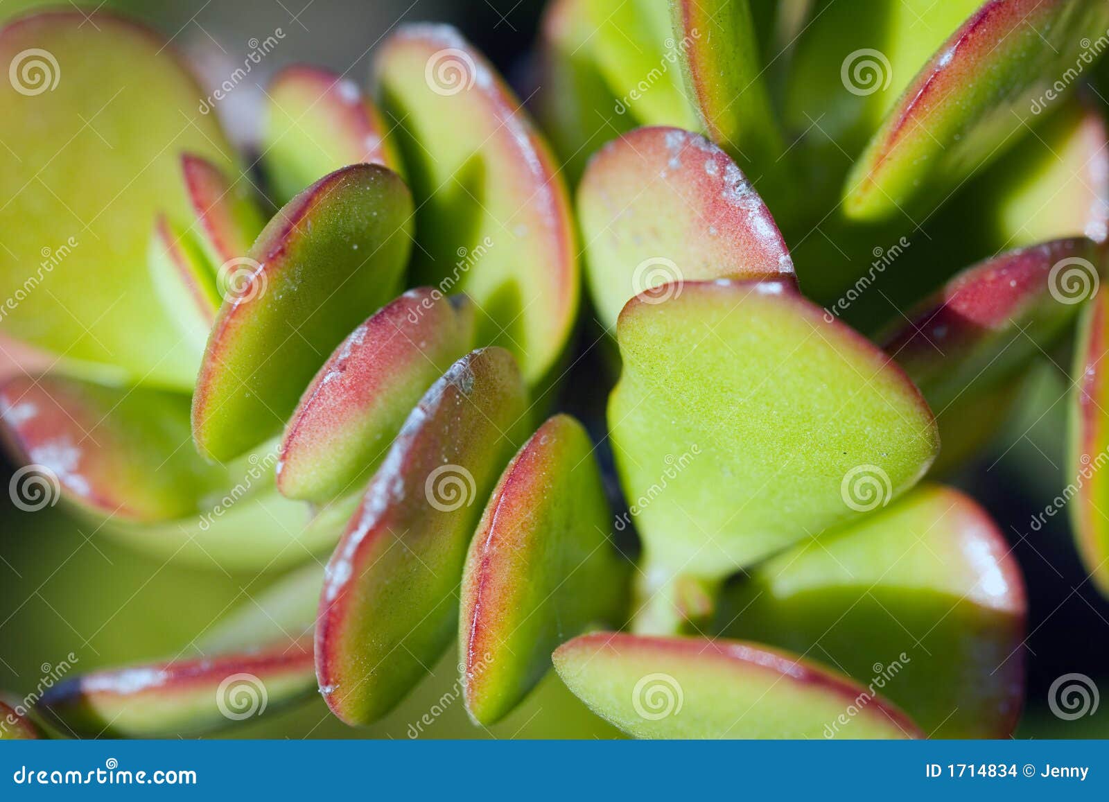 Cactus macro stock photo. Image of macro, botany, growing - 1714834