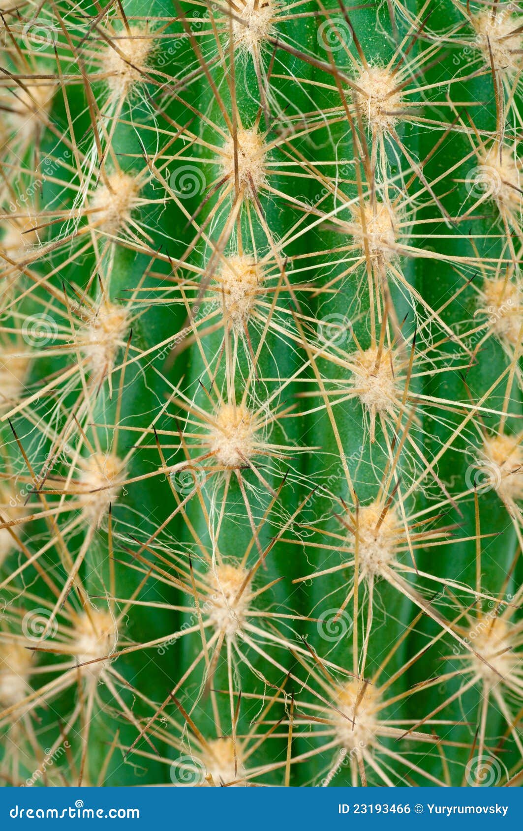 Cactus macro stock photo. Image of succulent, spiky, flower - 23193466