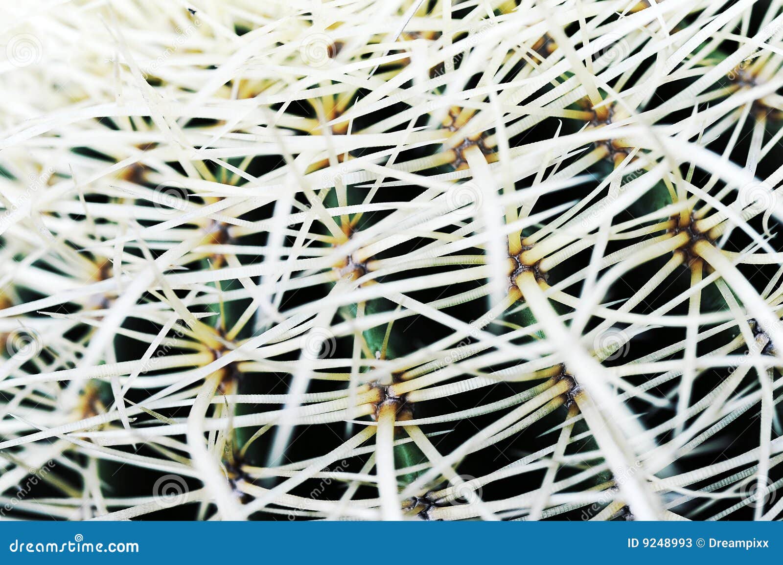 Cactus Macro stock image. Image of desert, cactus, macro - 9248993