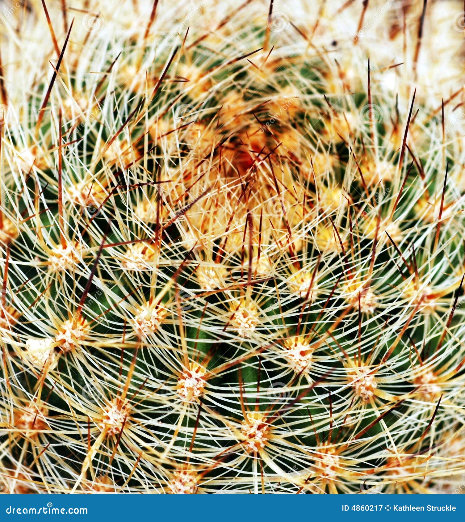 Cactus macro closeup stock image. Image of flora, closeup - 4860217