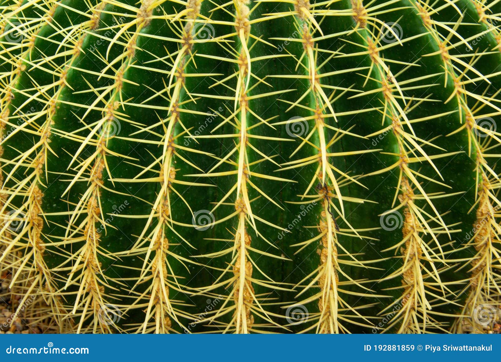 Cactus Macro Detail. Cacti Closeup Stock Image - Image of mexico ...
