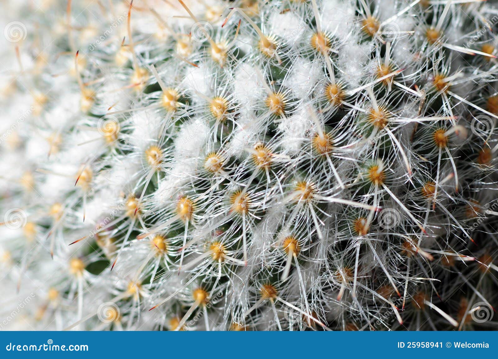 Cactus Macro Photo stock image. Image of nature, genus - 25958941