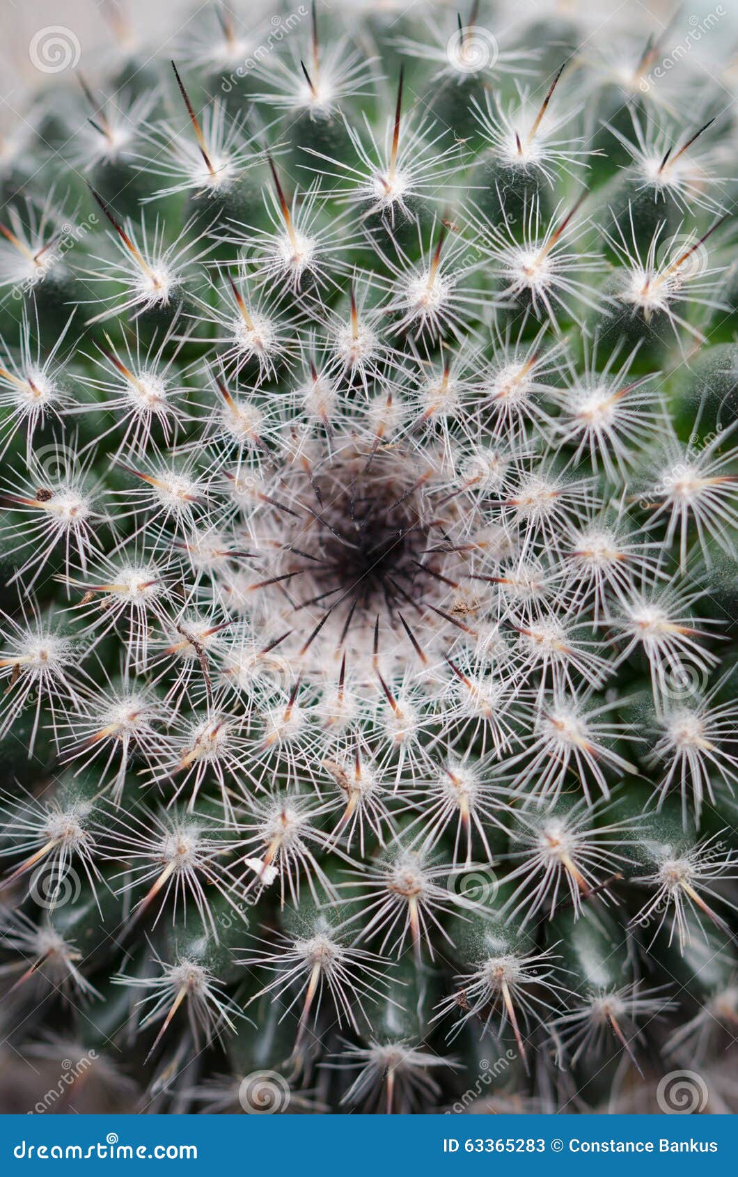 Cactus Macro stock image. Image of oregon, cactus, spikes - 63365283