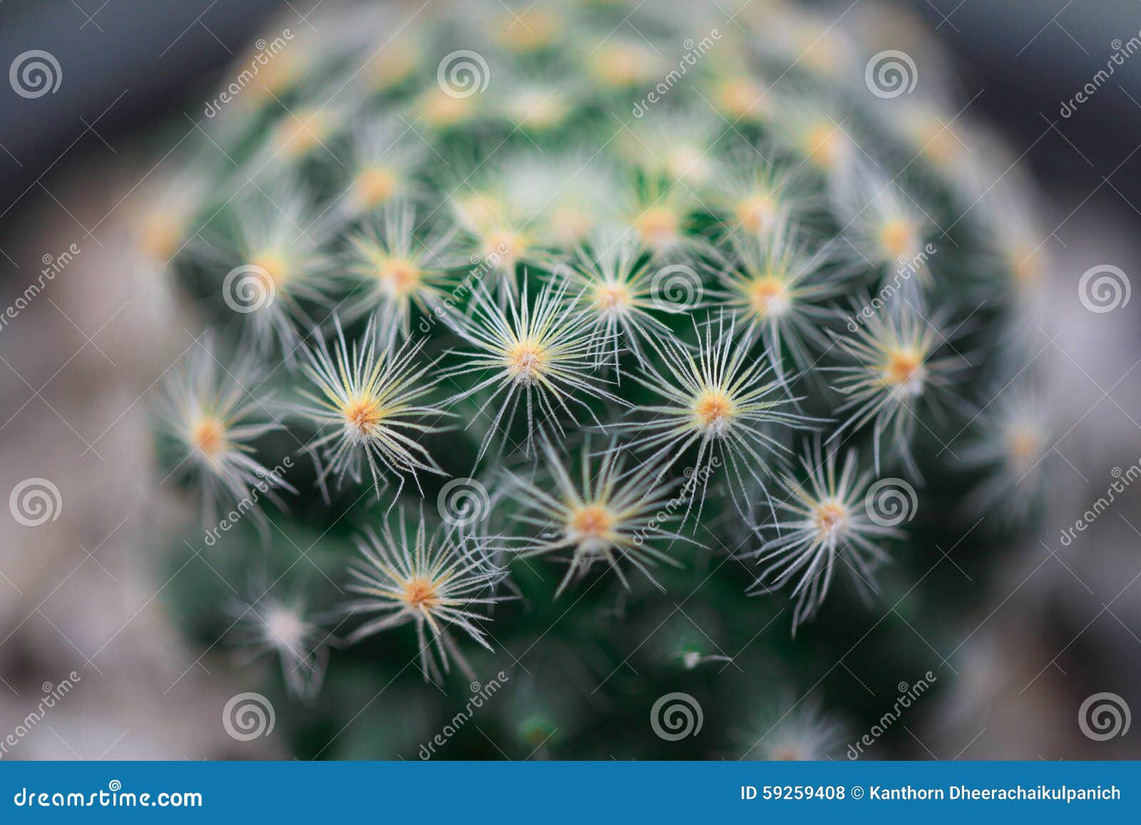 Cactus Macro Shot stock photo. Image of mini, shot, plant - 59259408