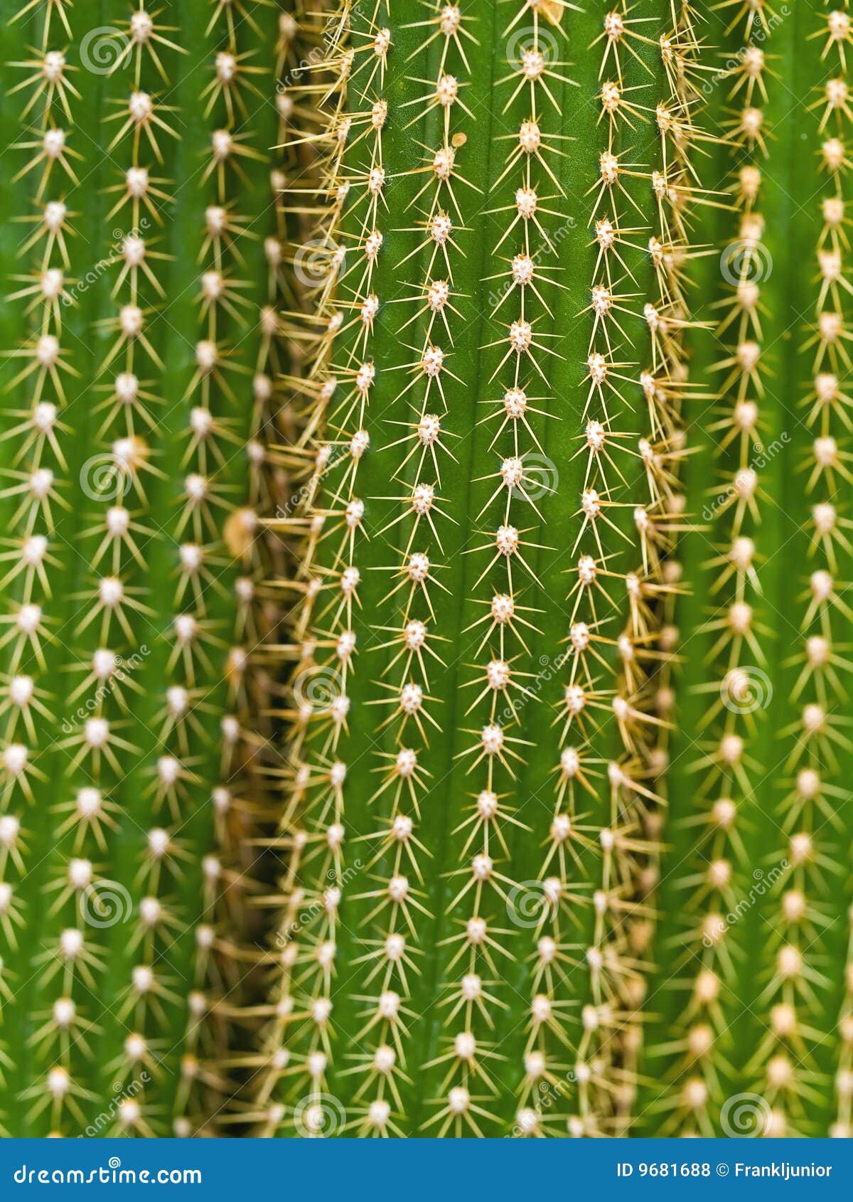 Cactus Macro Textures Ouch stock photo. Image of garden - 9681688