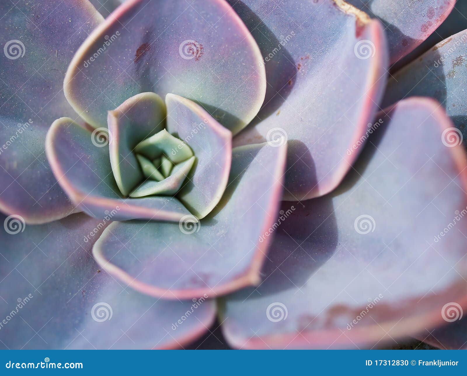 Cactus Macro with Vivid Texture and Color Stock Photo - Image of flower ...