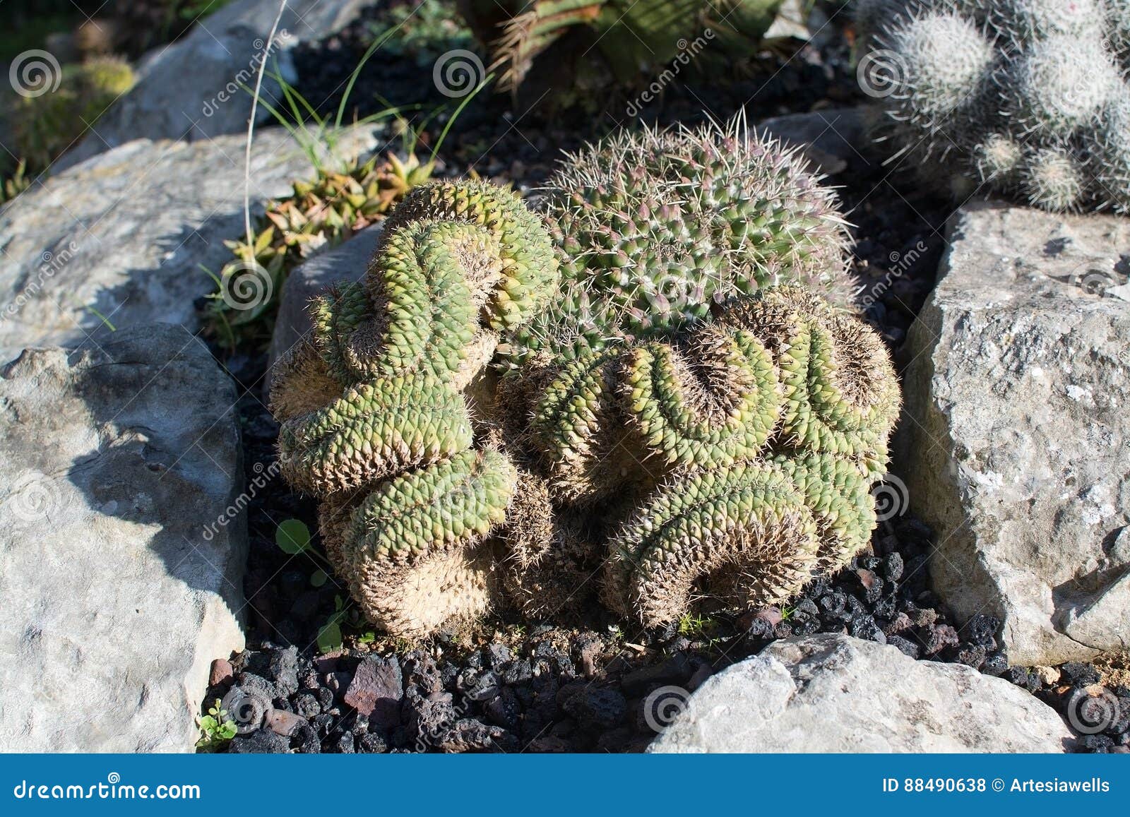 Cactus in Mallorca January Winter Garden Stock Photo - Image of ...