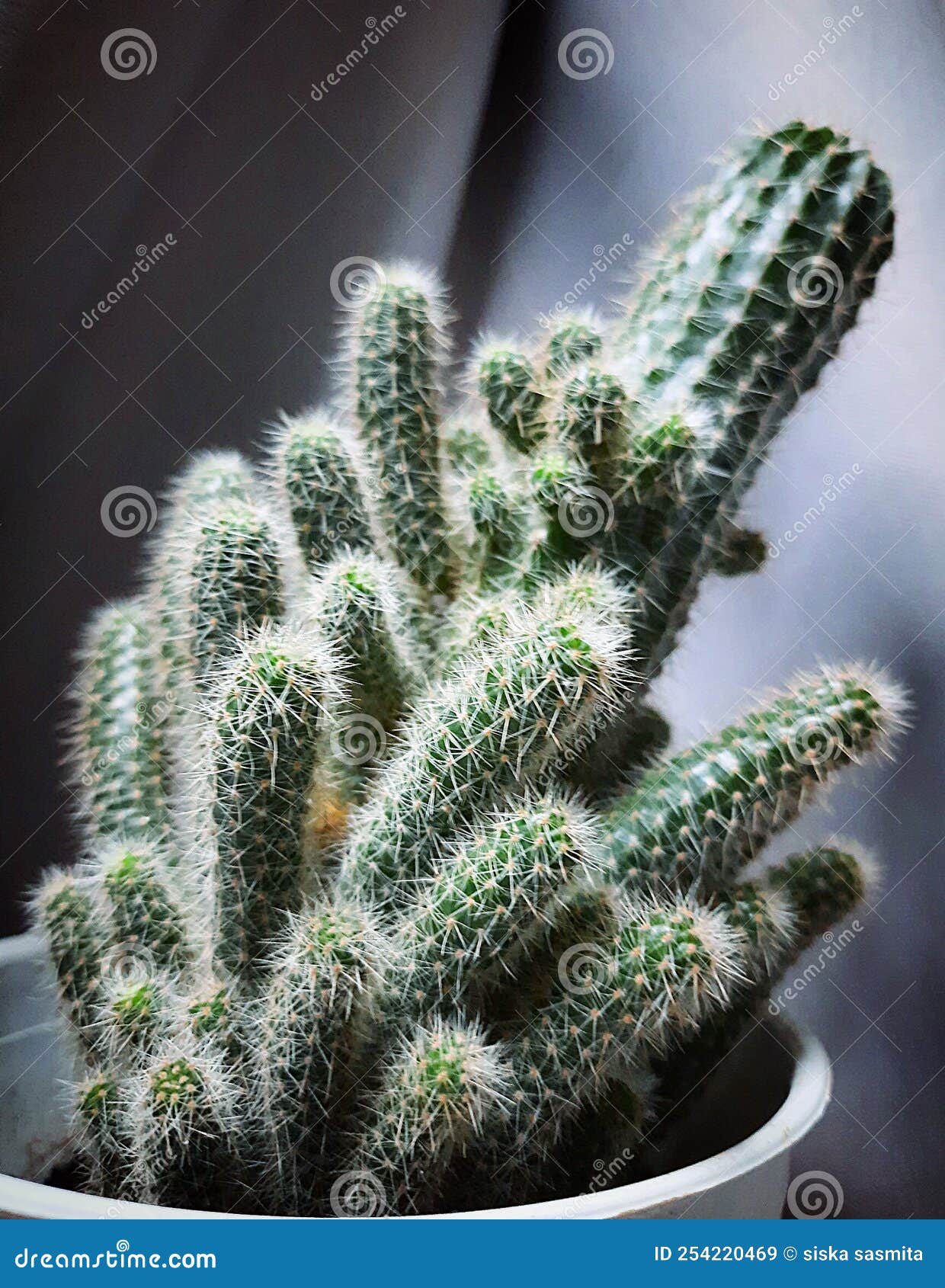 Cactus with many branch stock image. Image of green - 254220469