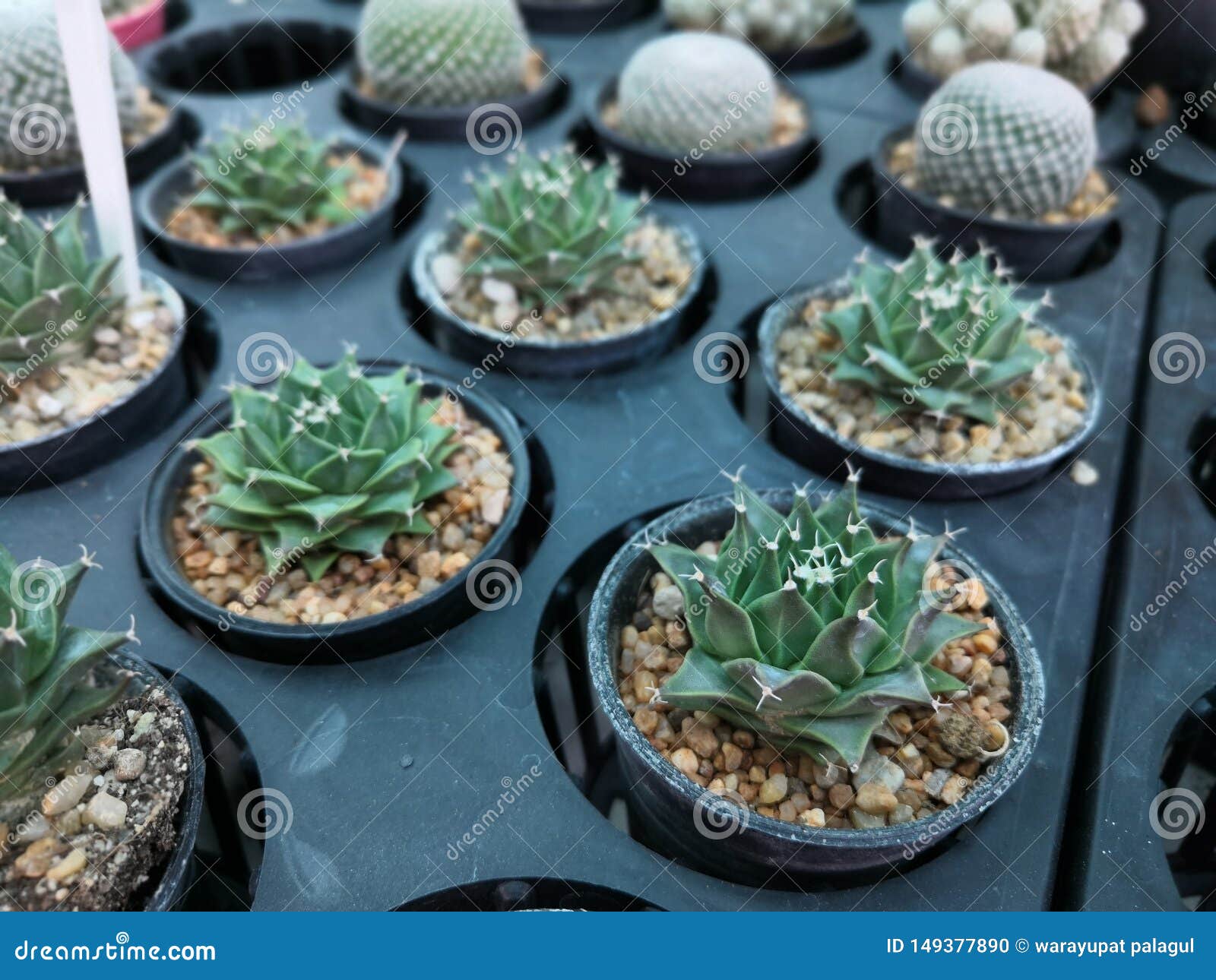 Cactus many kinds stock photo. Image of green, cactus - 149377890