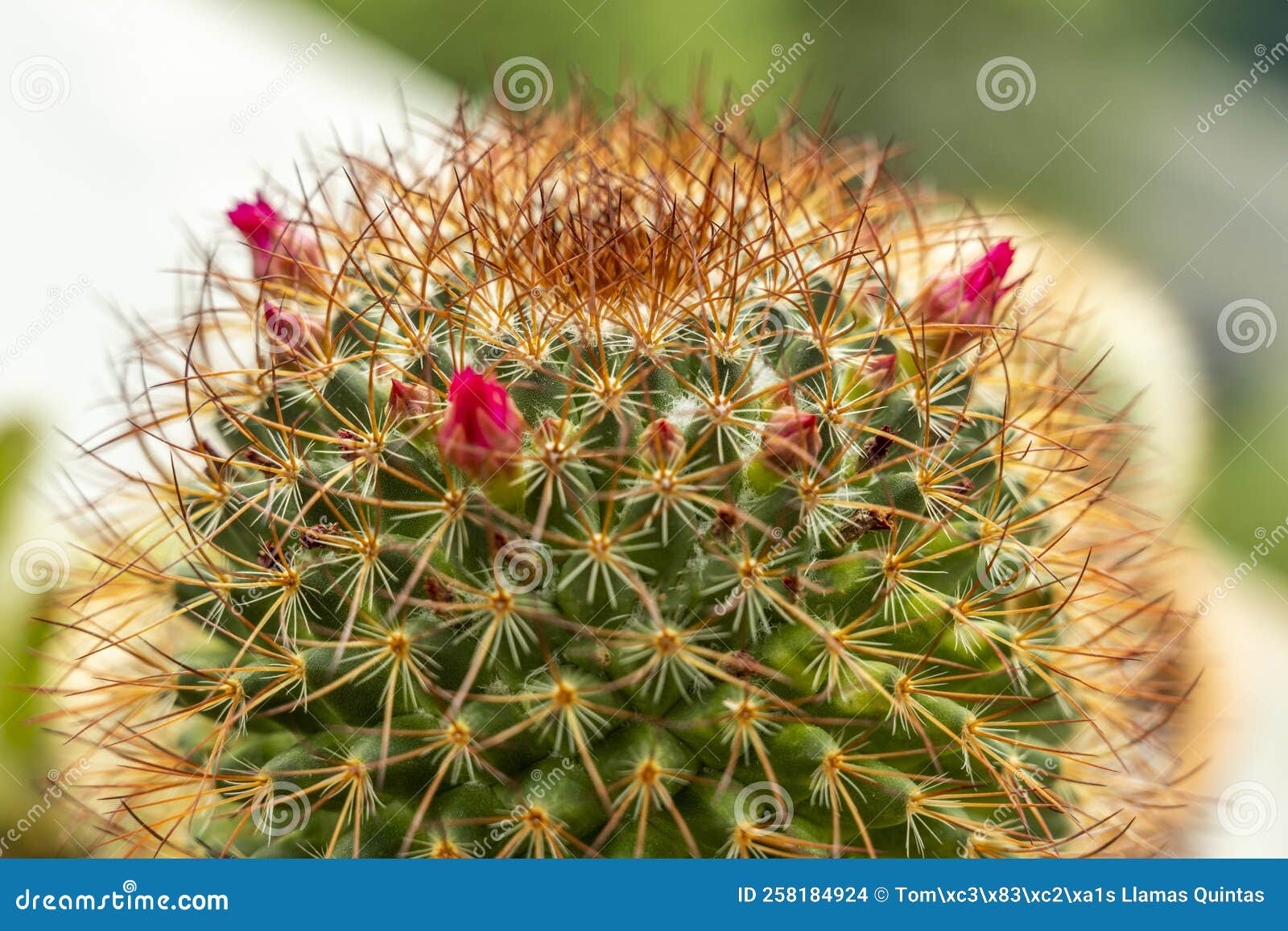 Cactus with Many Sharp and Prickly Spines with Flower Buds in Crown ...