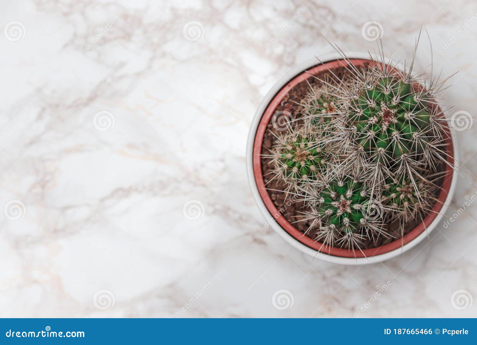 Cactus on a Marble Surface, Top View Stock Photo - Image of creative ...