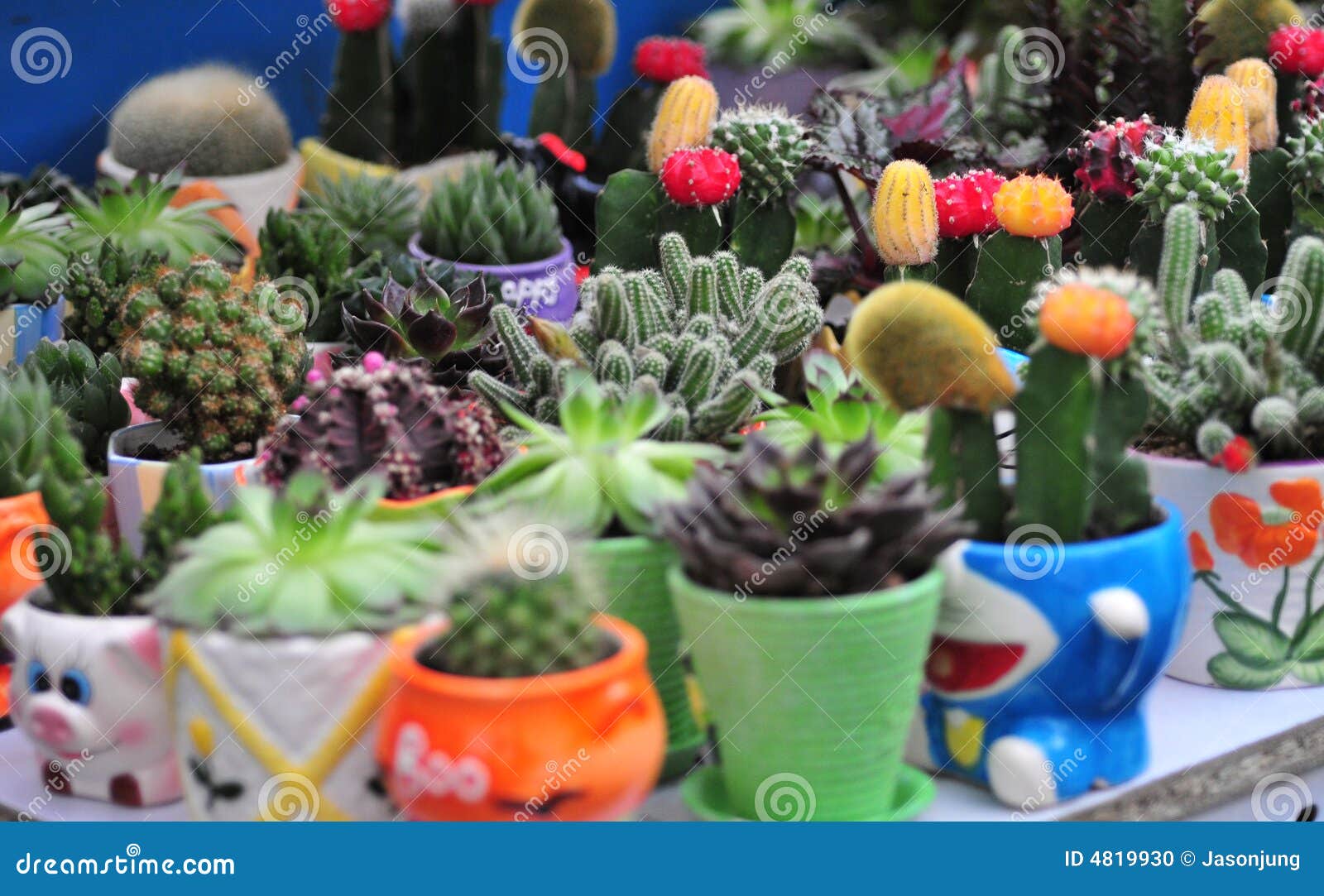 Cactus market stock photo. Image of market, cactis, danger - 4819930