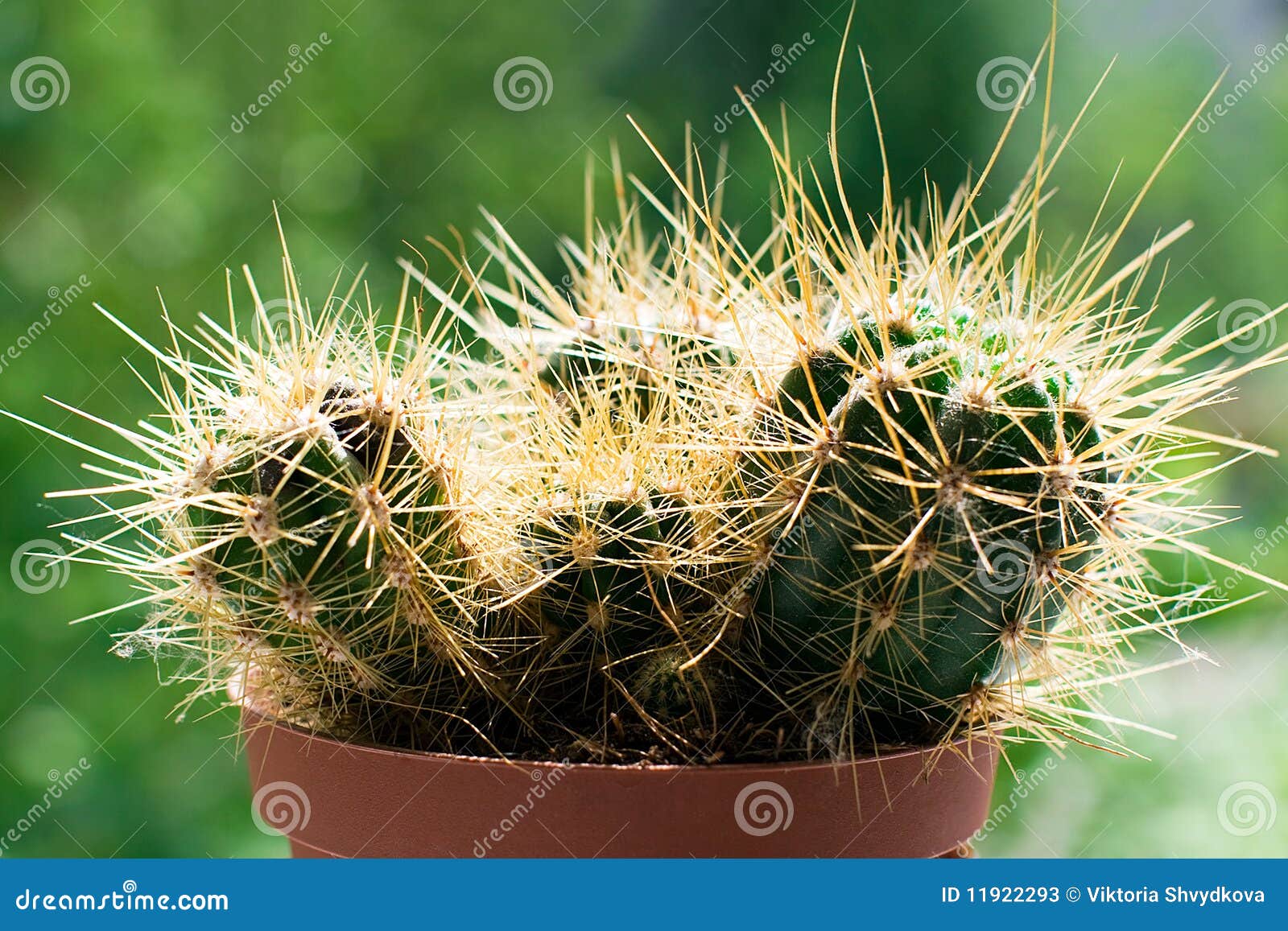 Cactus Medical stock image. Image of medicine, danger - 11922293