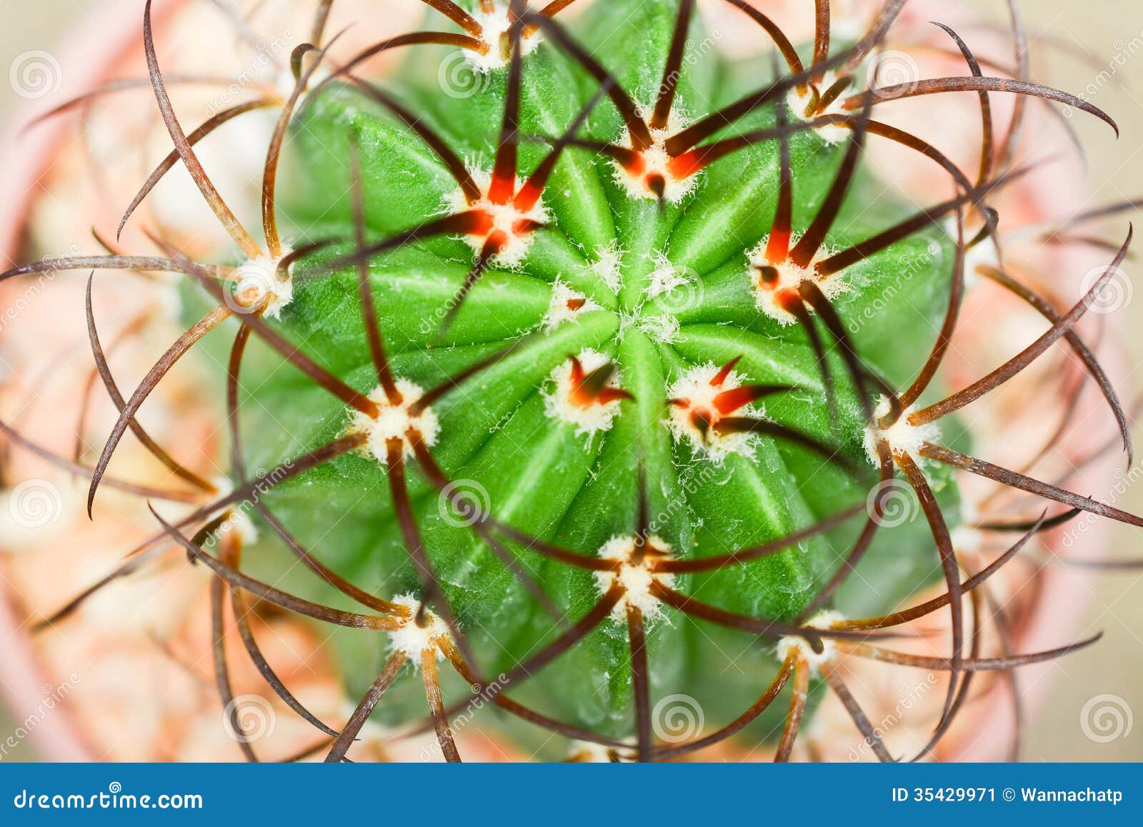 Cactus (Melocactus Diersianus) Stock Image - Image of succulent ...
