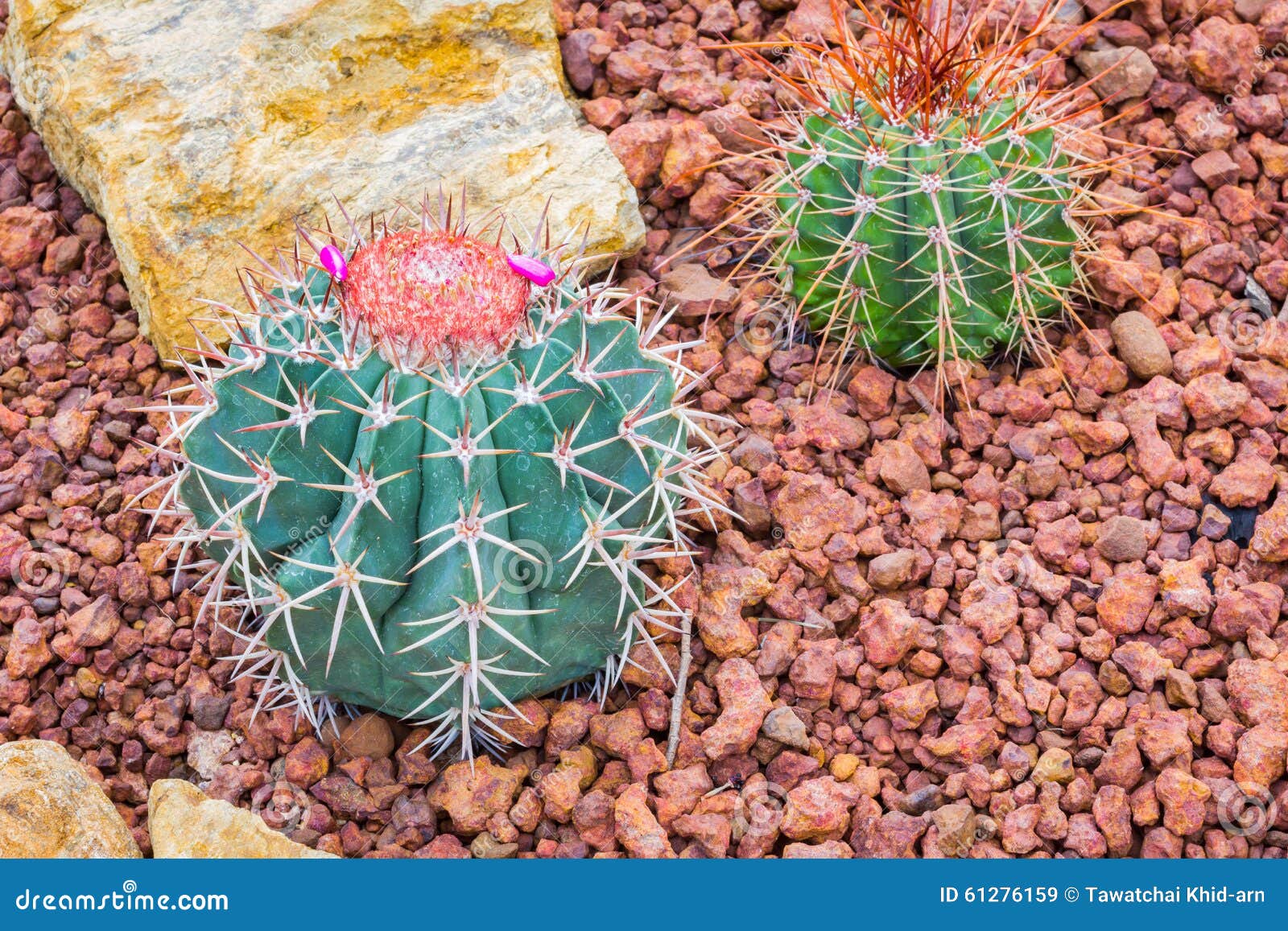 Cactus - Melocactus Ernestii (Cactaceae) Stock Image - Image of market ...